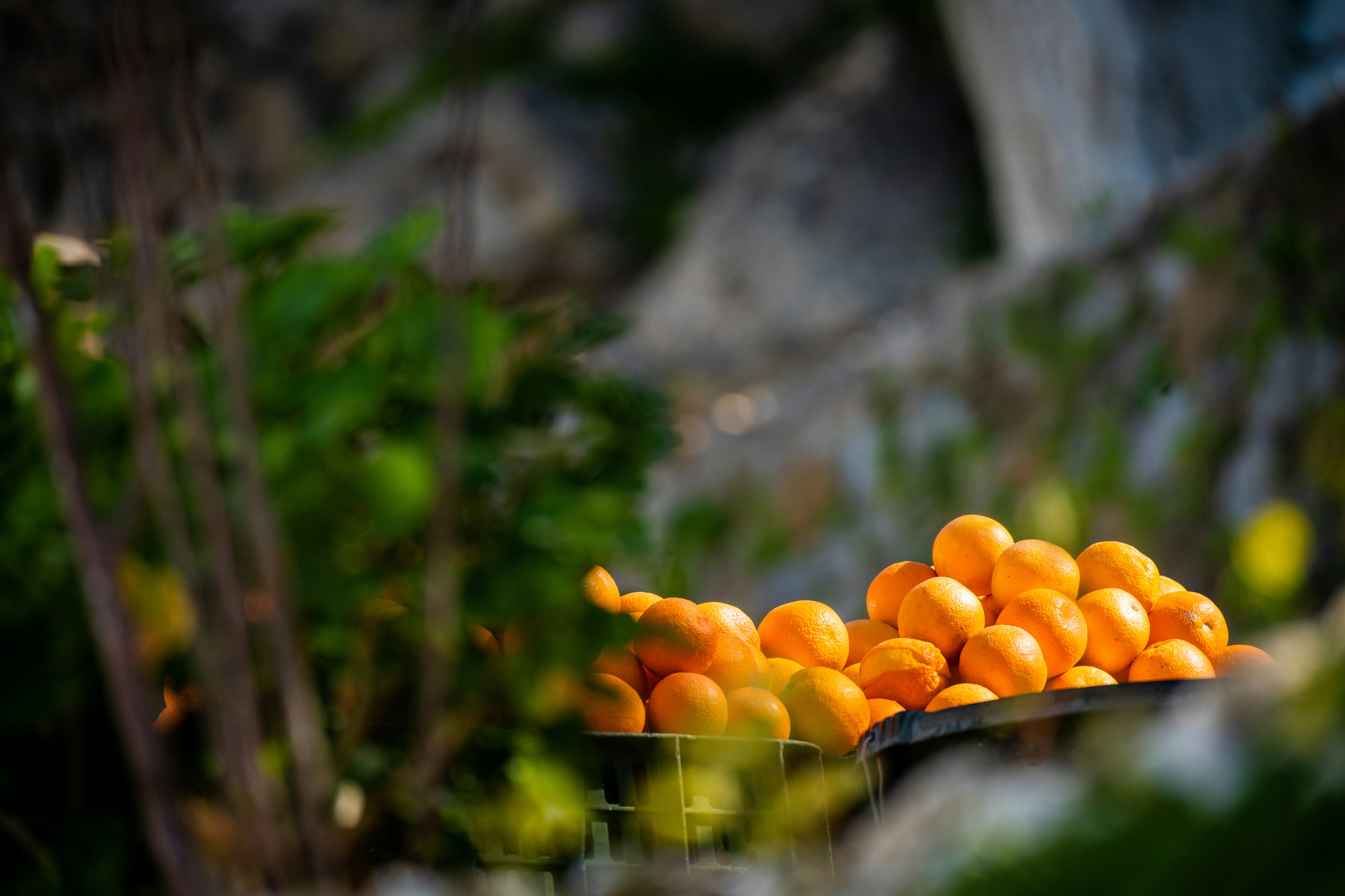 oranges