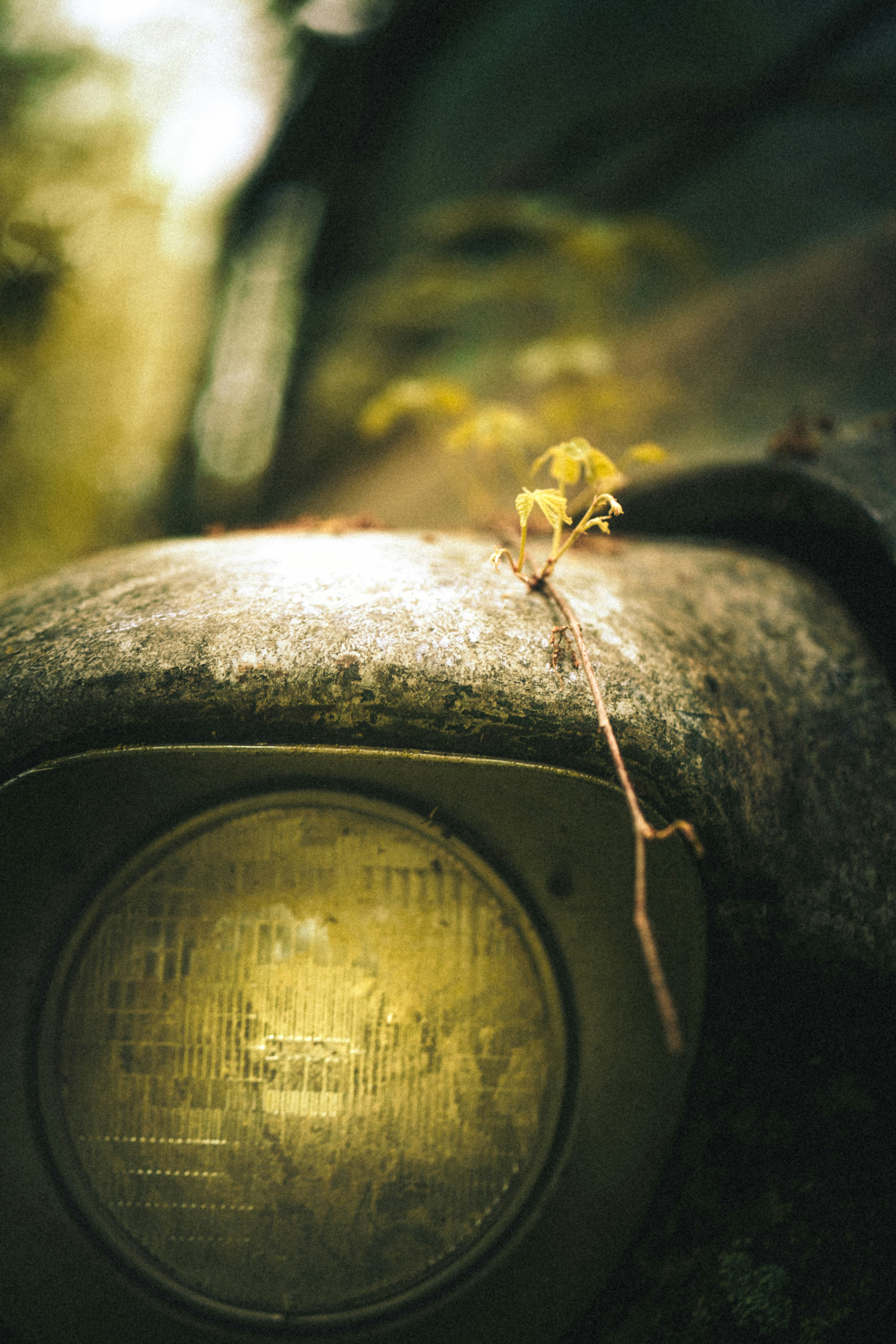 a close up of a car with a plant growing out of it