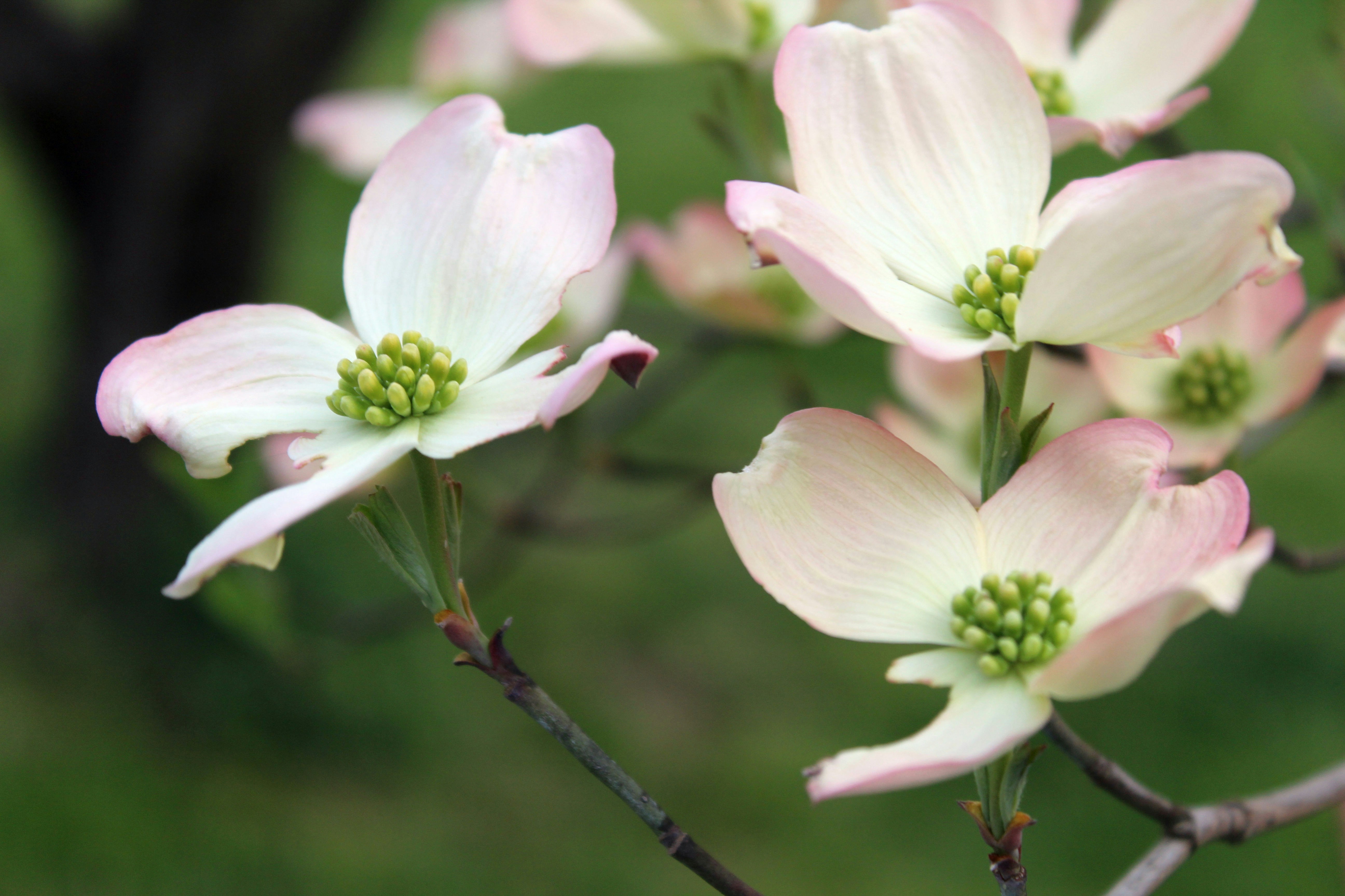 Delicate dogwood flowers in soft pink and white hues, showcasing their intricate structure against a blurred green backdrop.