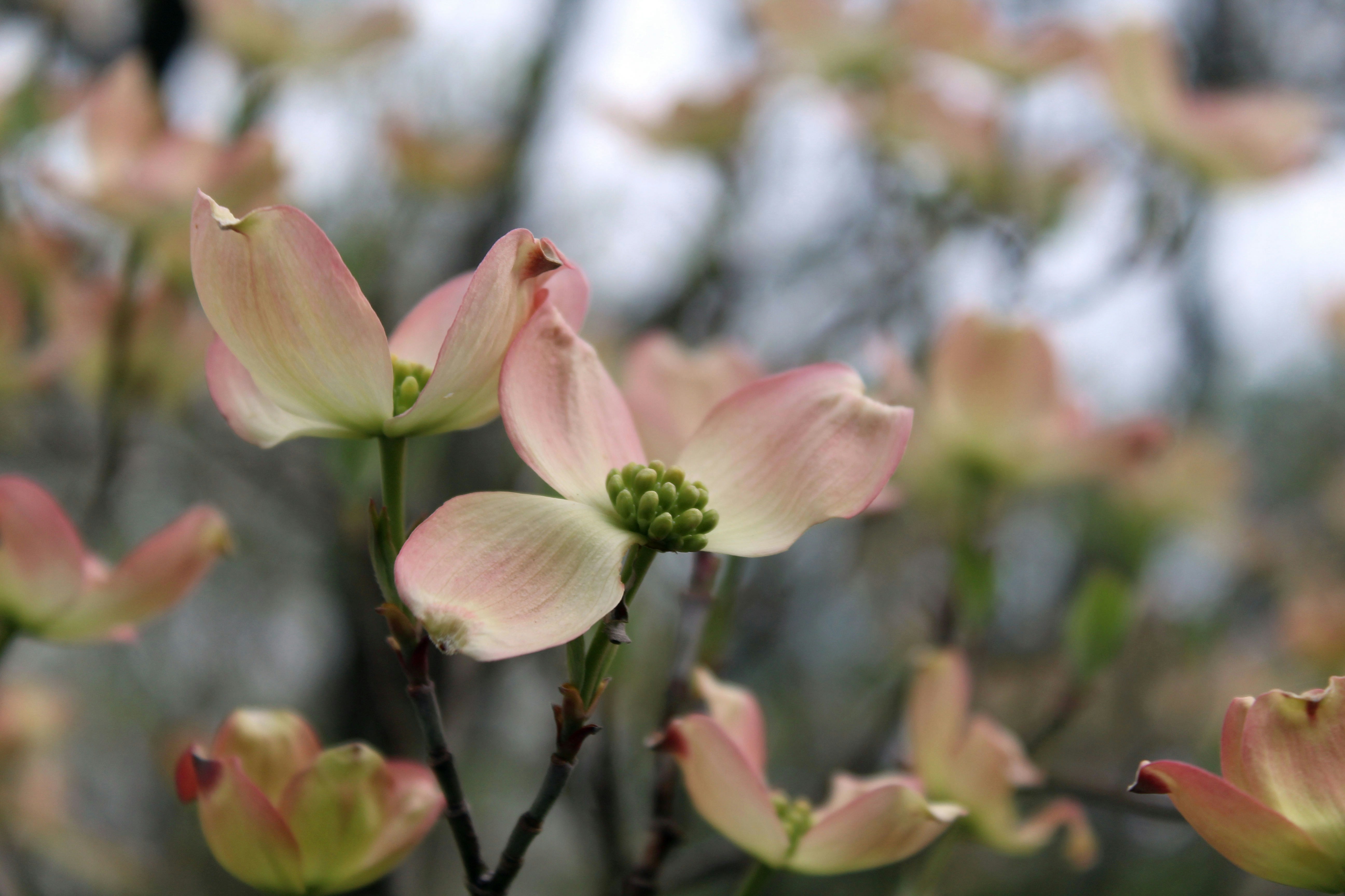 Center-Stage Pink Bloom: Quiet Close-Up of Spring Buds
