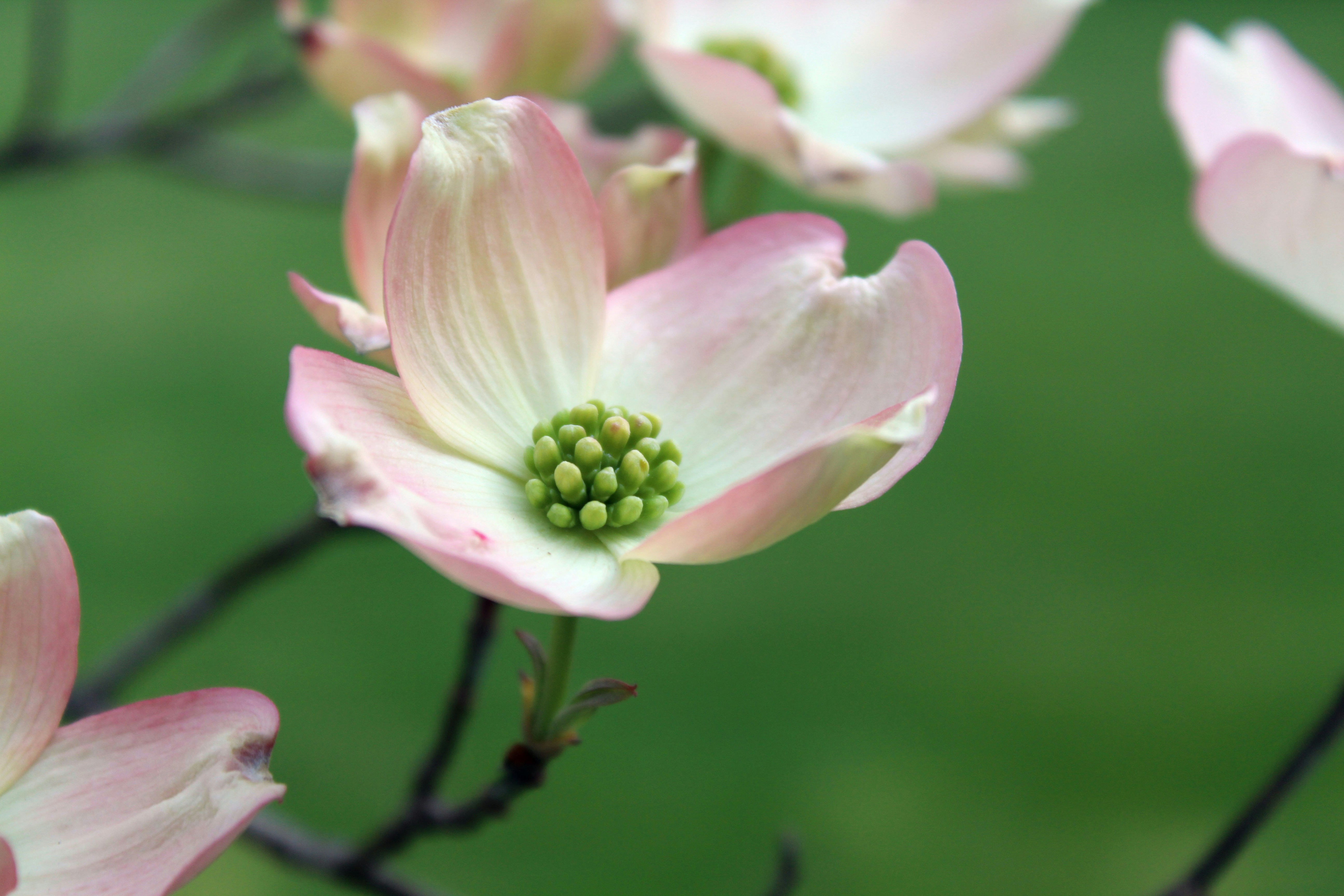 Petals in Focus: a pink dogwood bloom with a luminous green center