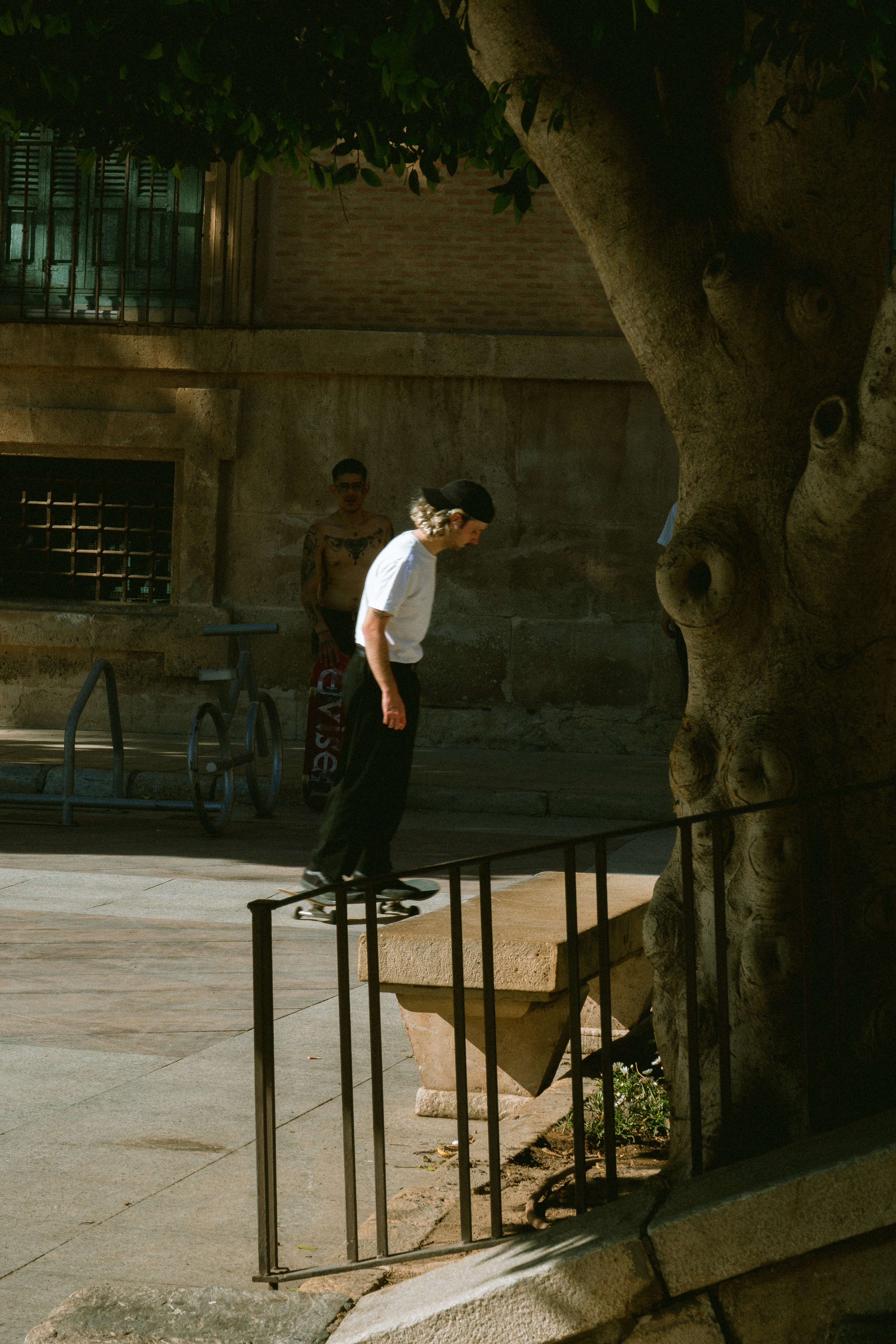 Railing Balance under a Majestic Tree in a Quiet Urban Plaza
