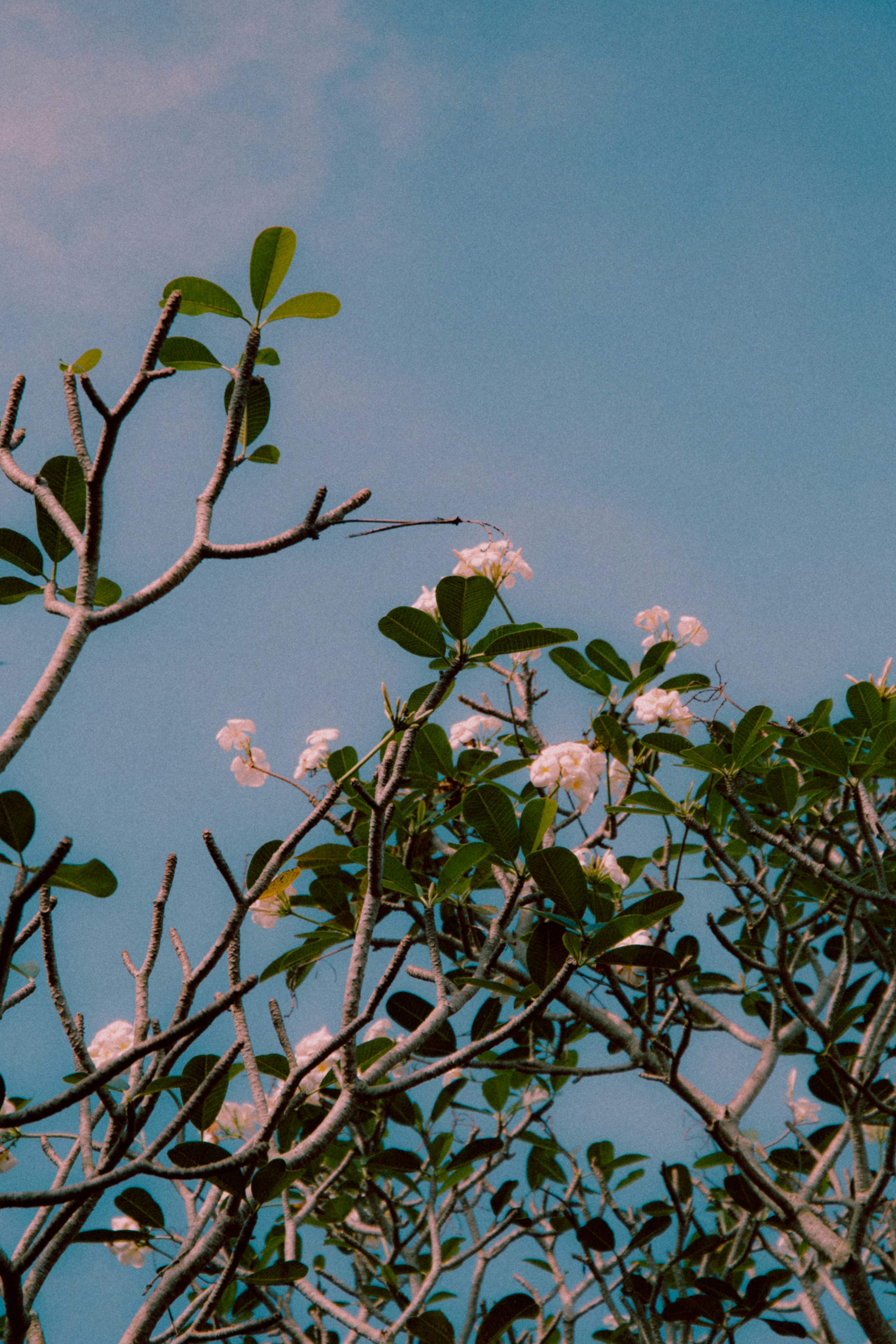 Tangled Blooms Against a Serene Sky