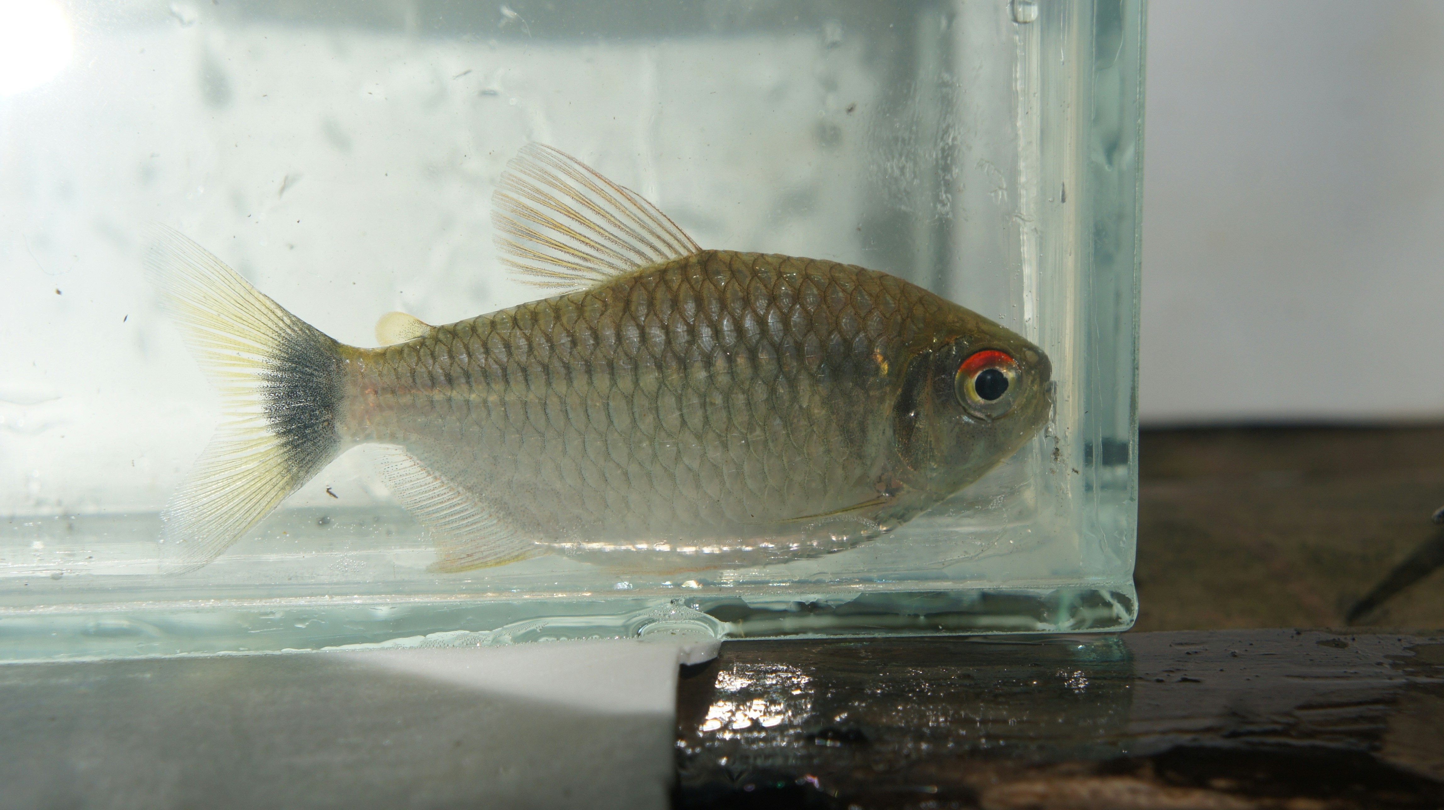 Un poisson qui nage dans l’eau photo – Photo Charras Gratuite sur Unsplash