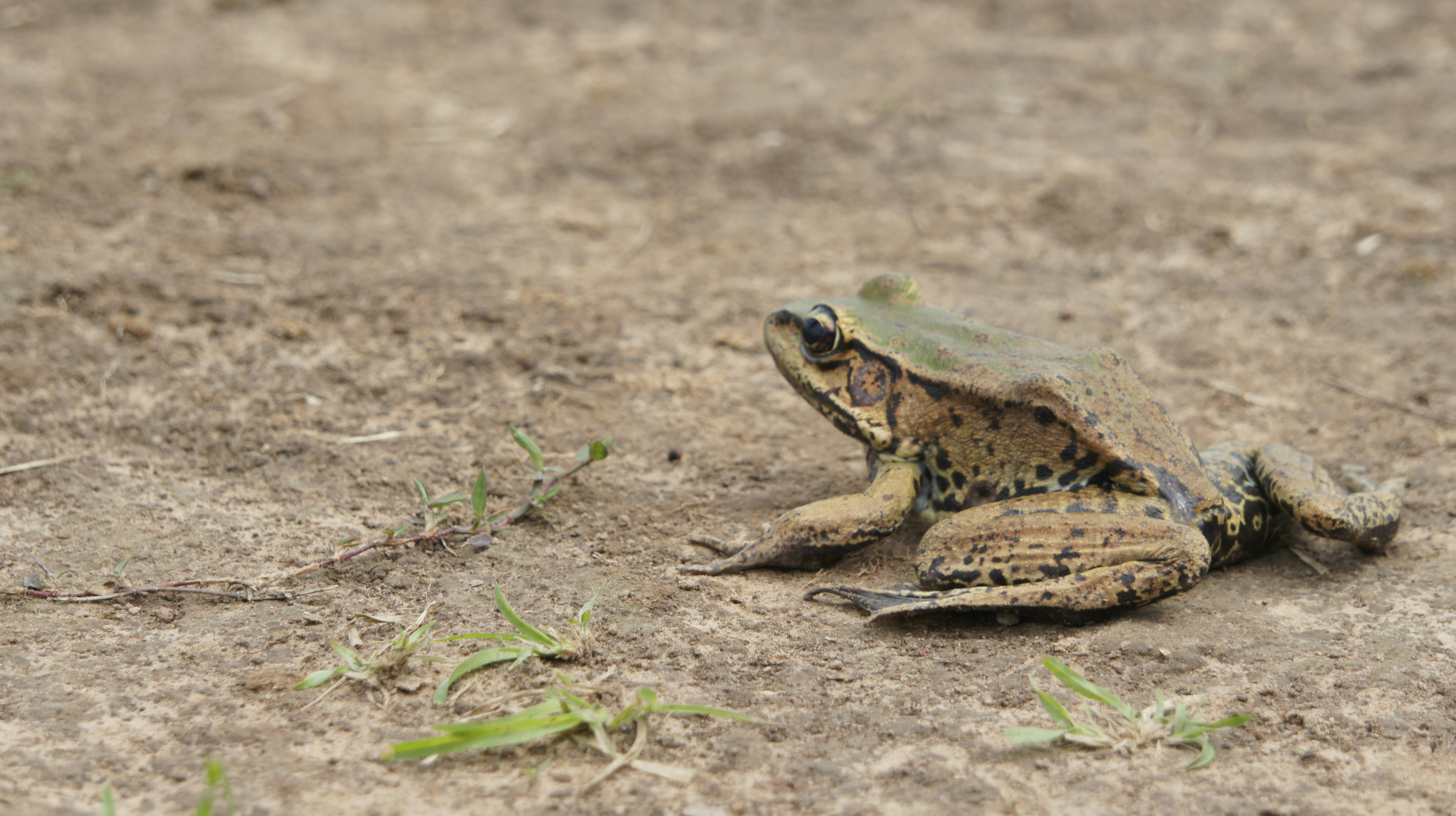 Mottled brown toad sits on dusty ground with sparse green blades, its textured skin and alert posture hinting at camouflage.
