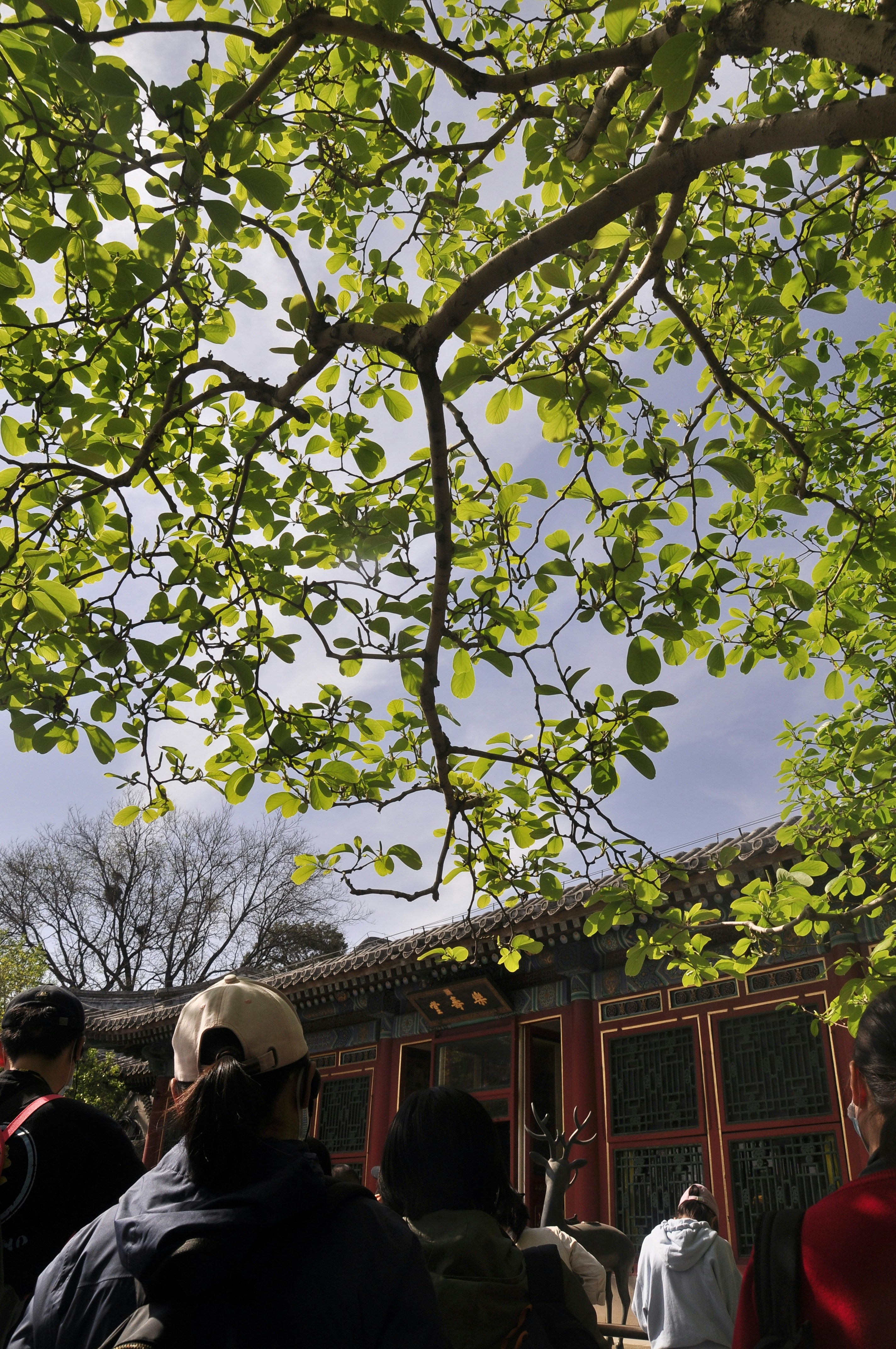 A group of people standing under a tree photo – Free Summer palace ...