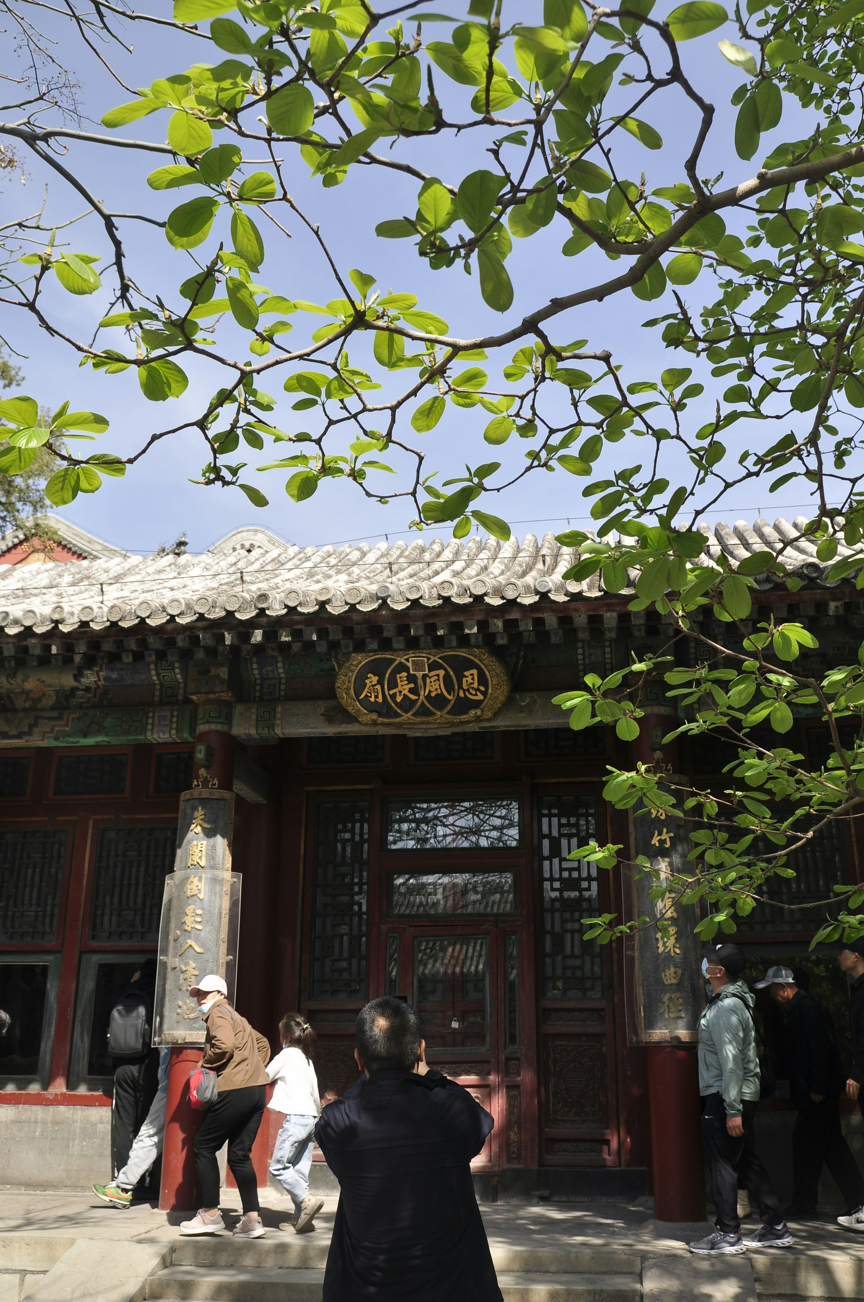 Temple Entrance Framed by a Living Canopy
