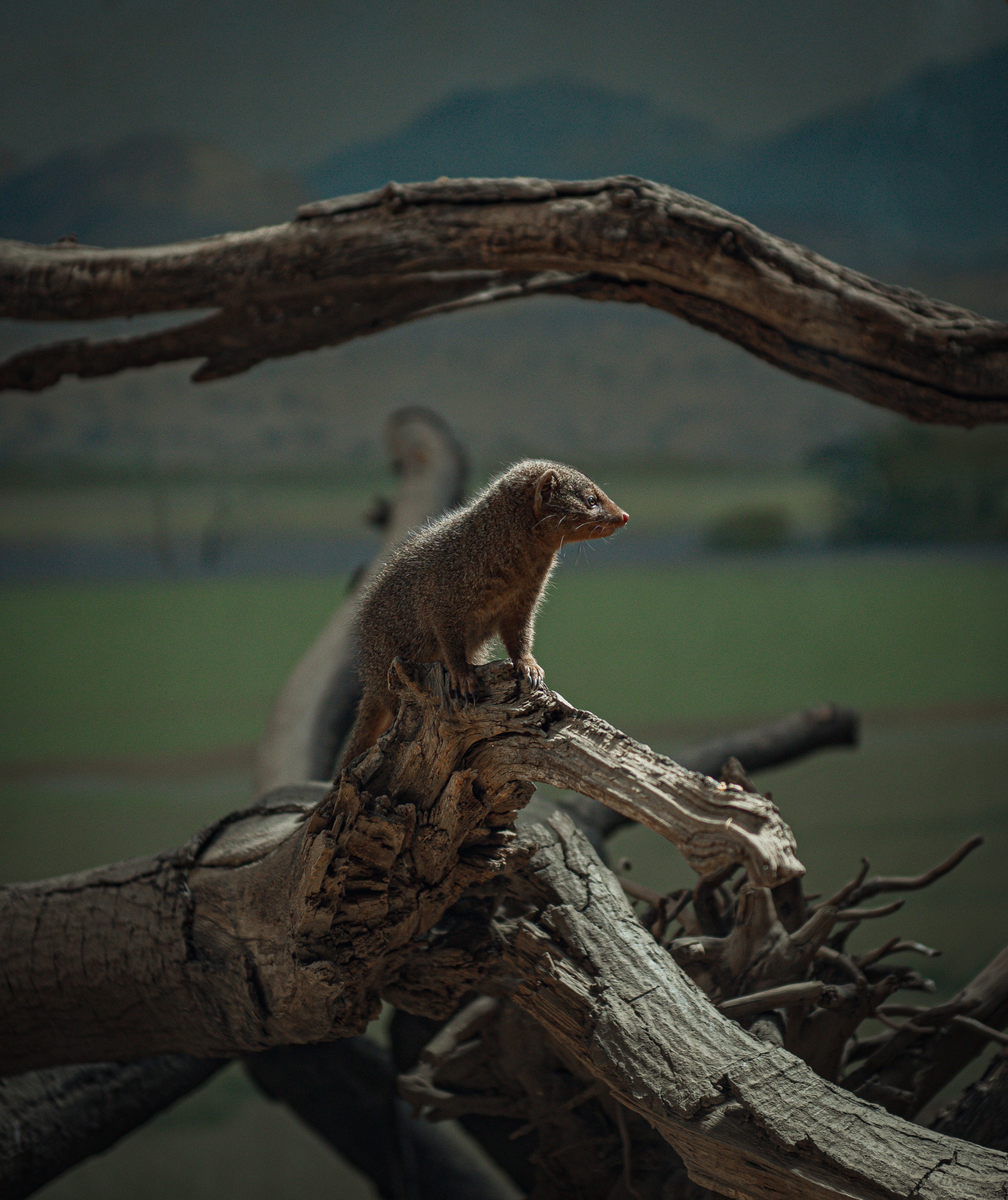 Perched on a Weathered Branch: A Small Scout in a Quiet Field