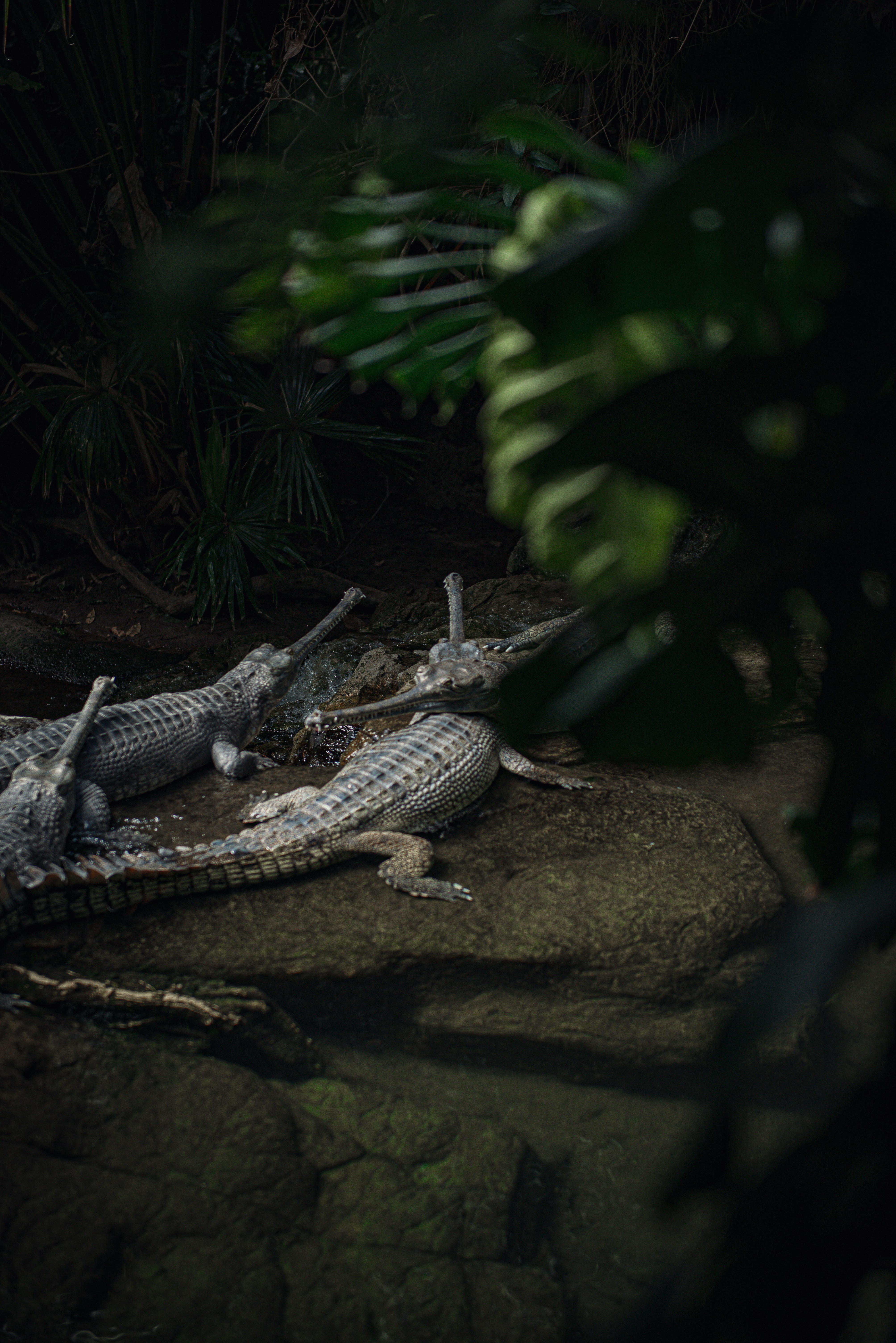 a group of alligators resting on the ground