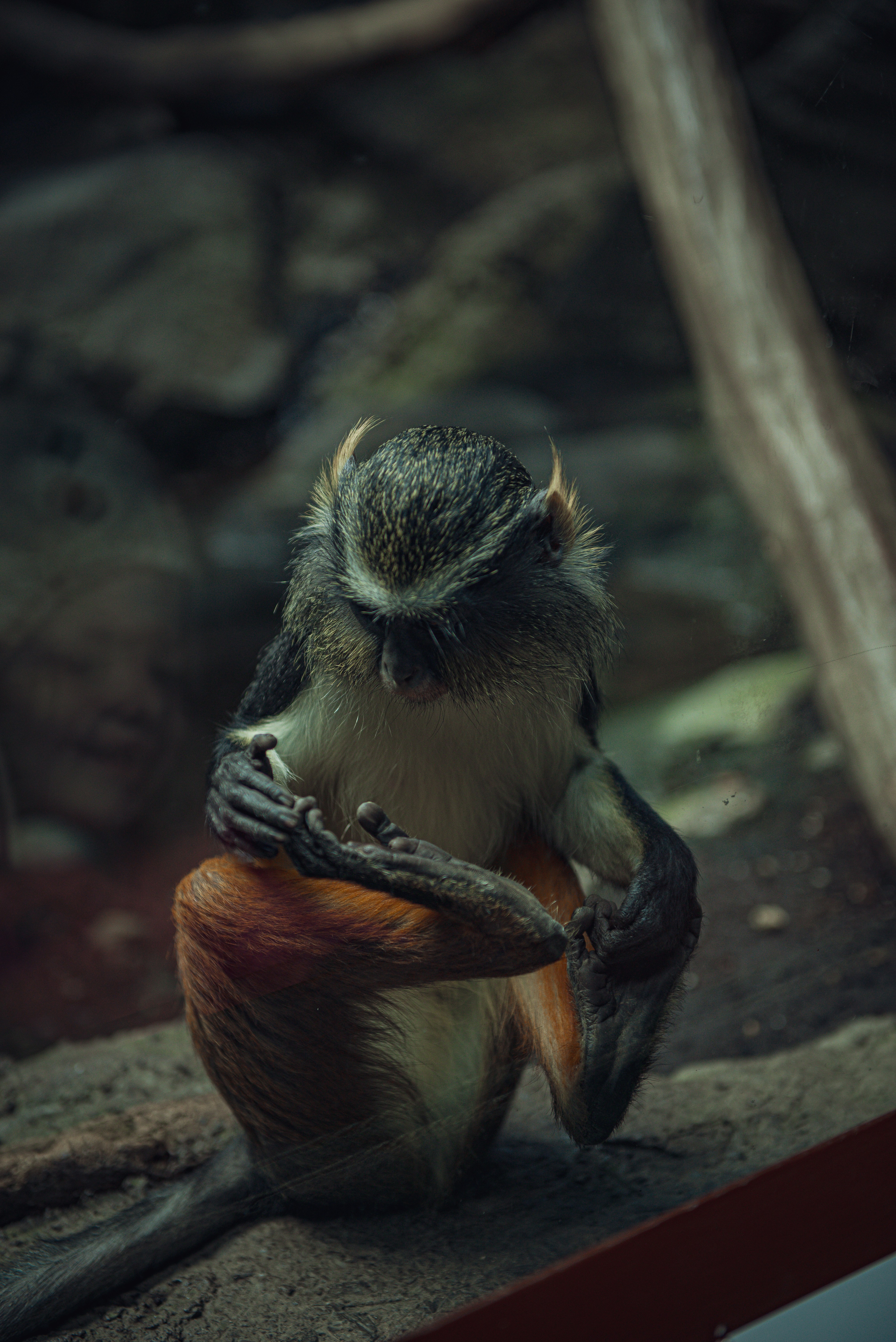 Tiny Dormouse, Big Focus: A Moment of Contemplation
