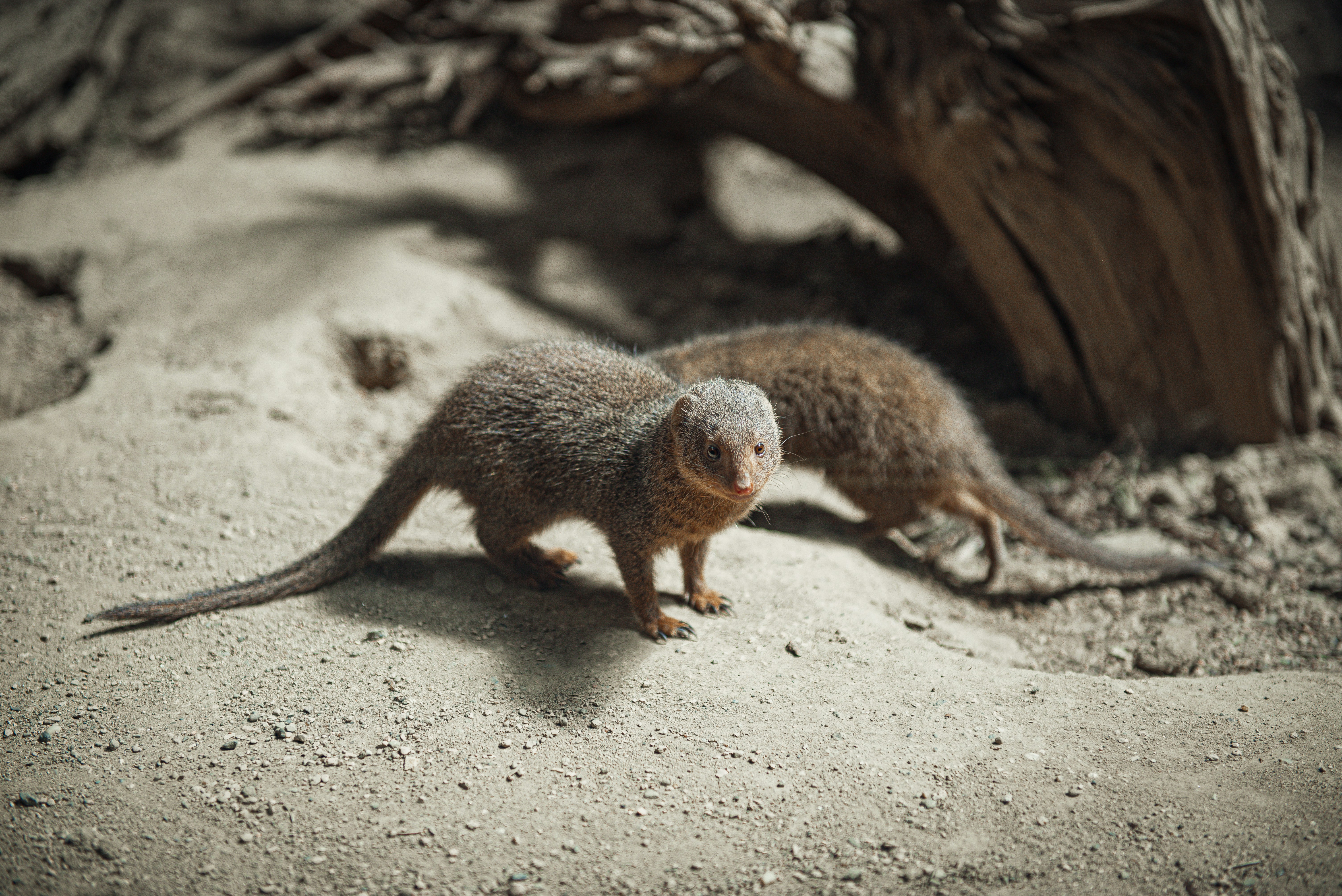 Twin Ferrets on Sand: Curiosity Amid Dune Shadows