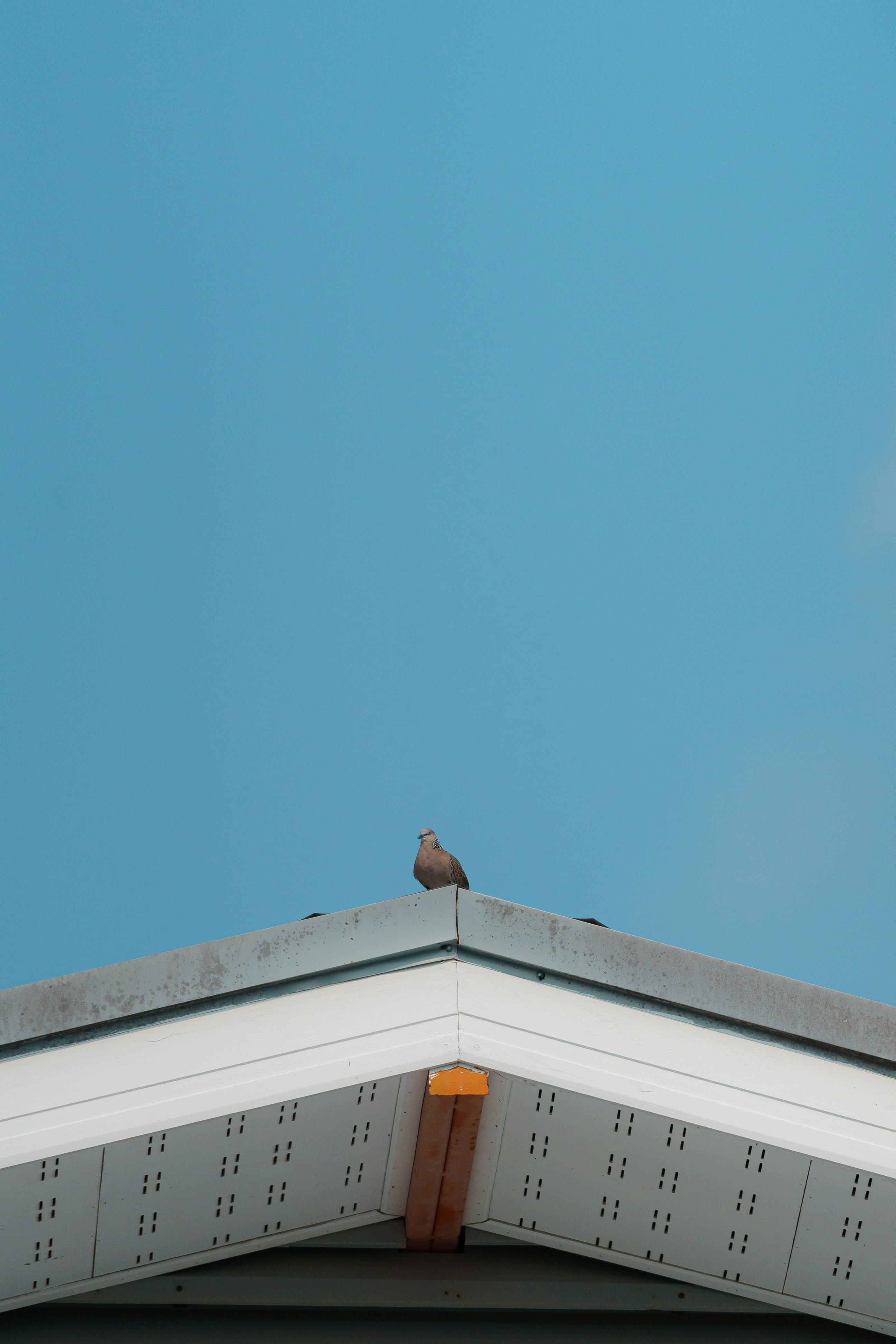 a bird is sitting on top of a building
