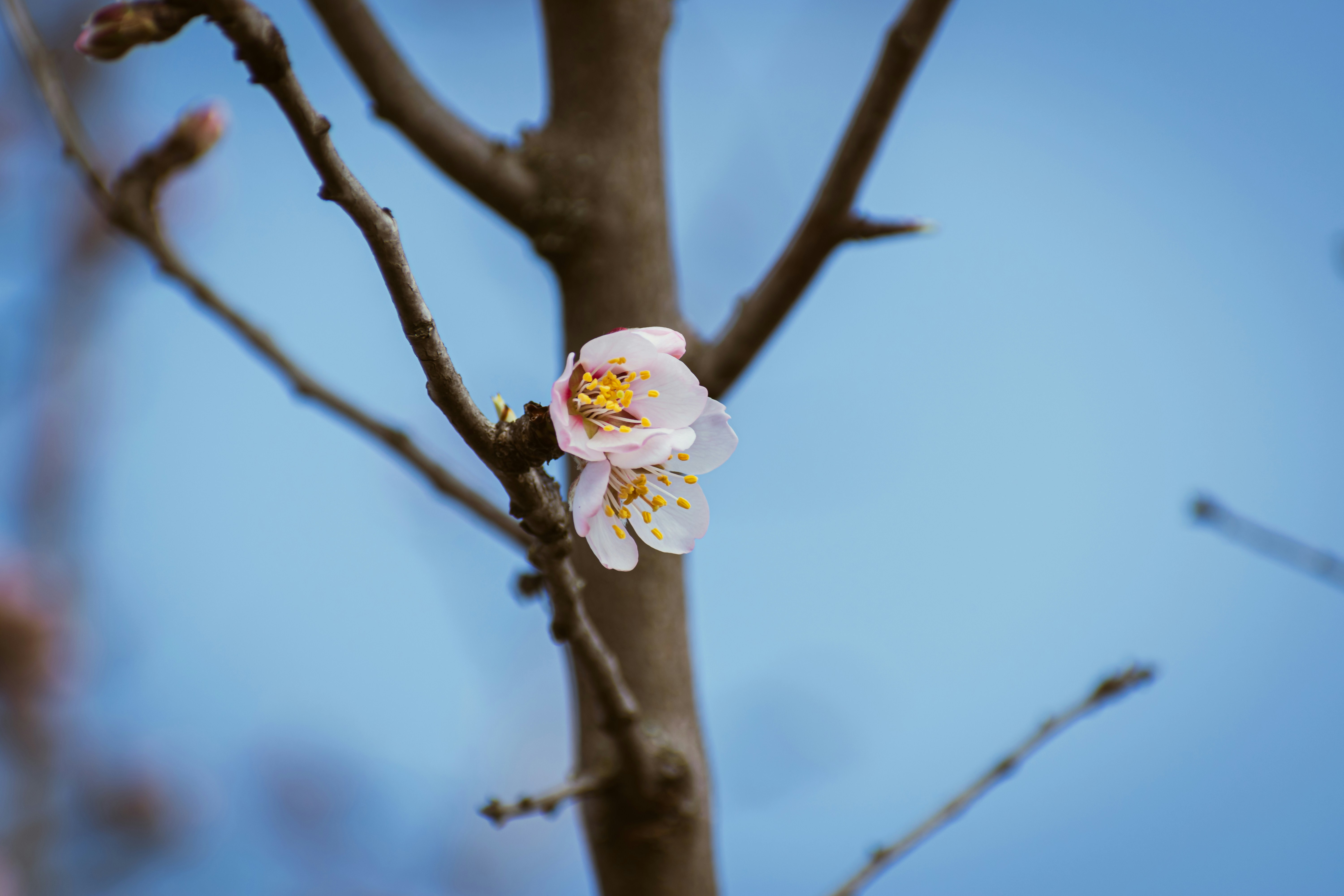 a pink flower on a tree branch against a blue sky