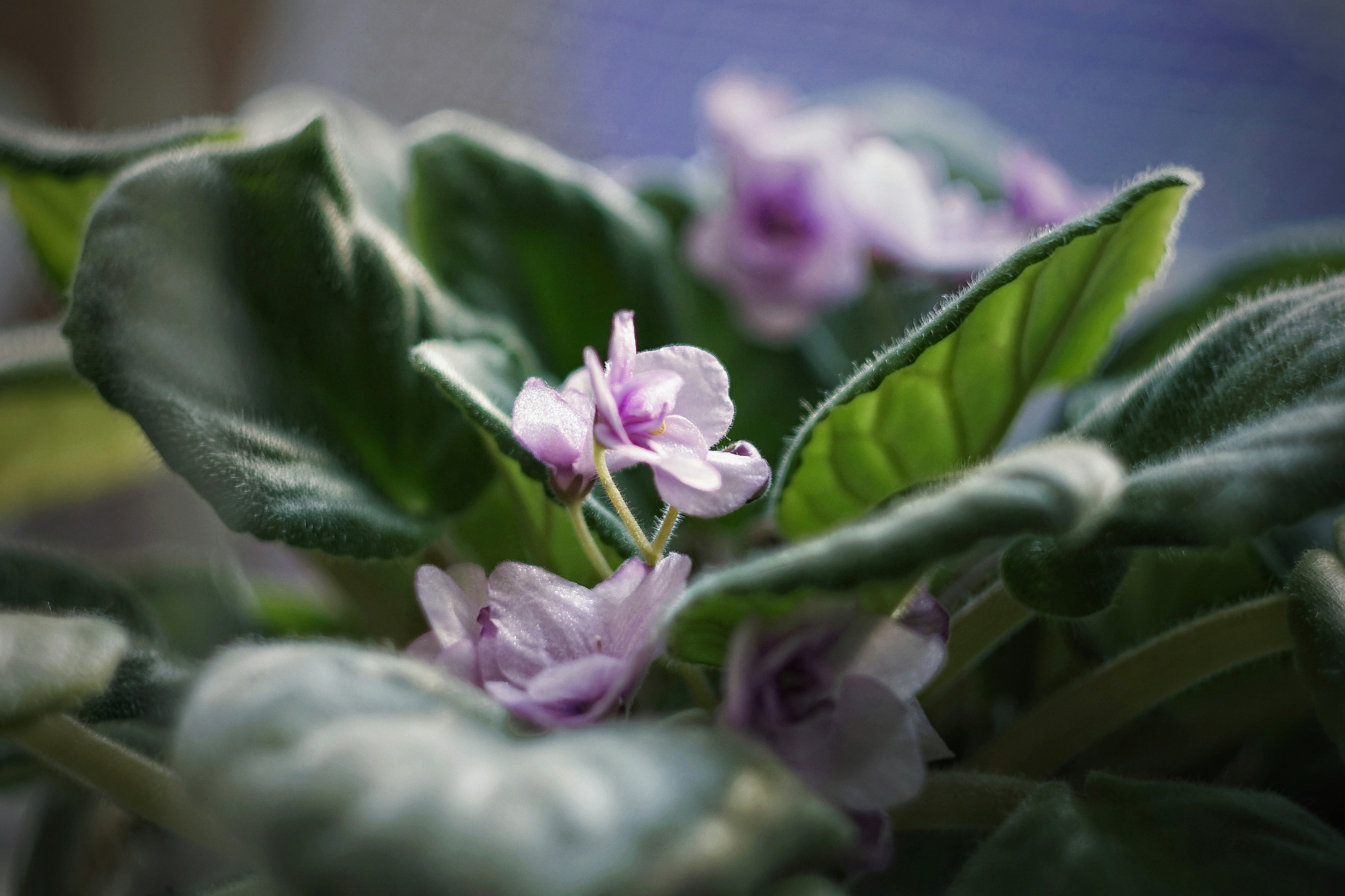 a close up of a plant with purple flowers