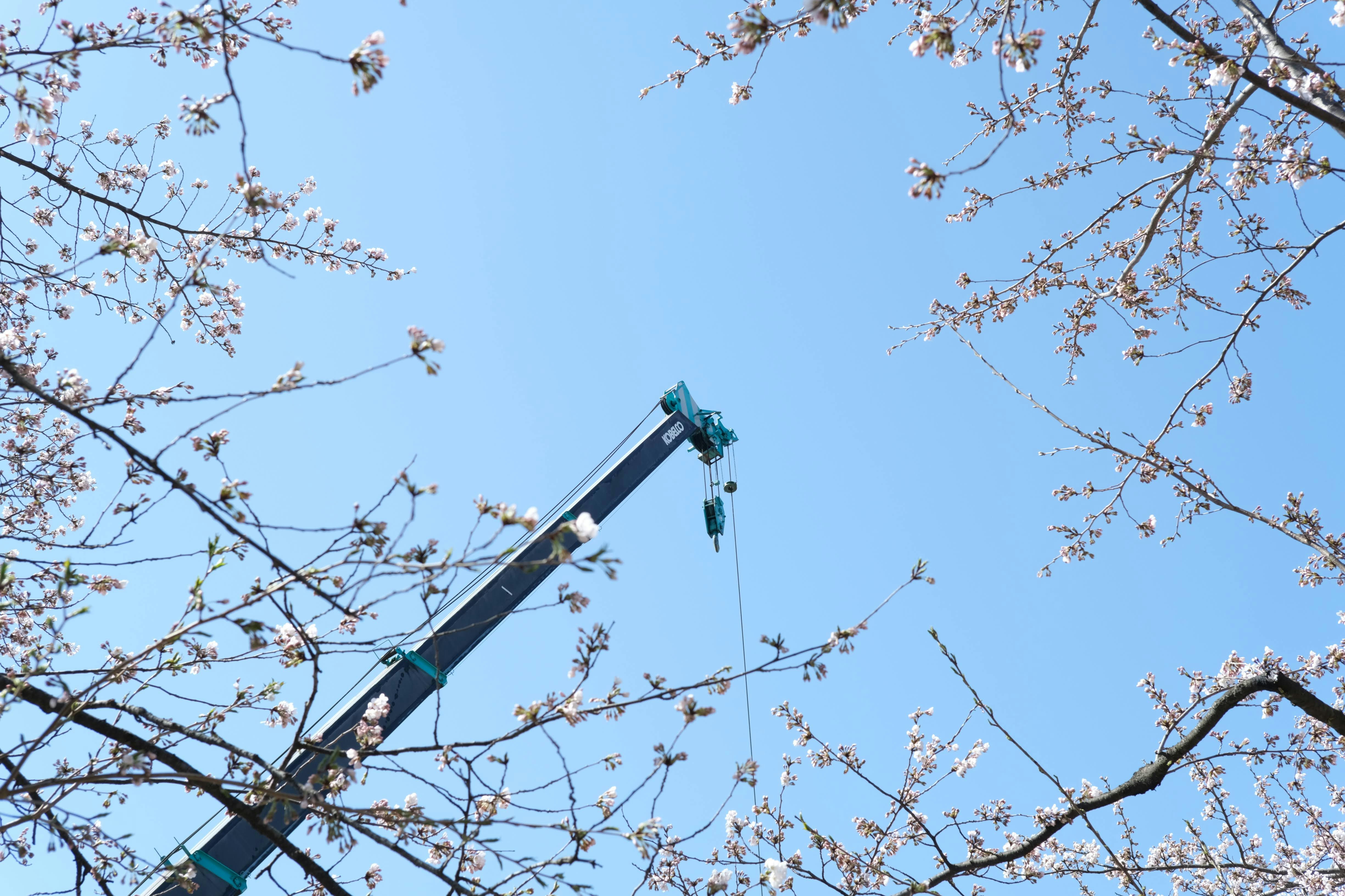 a street light sitting in the middle of a tree