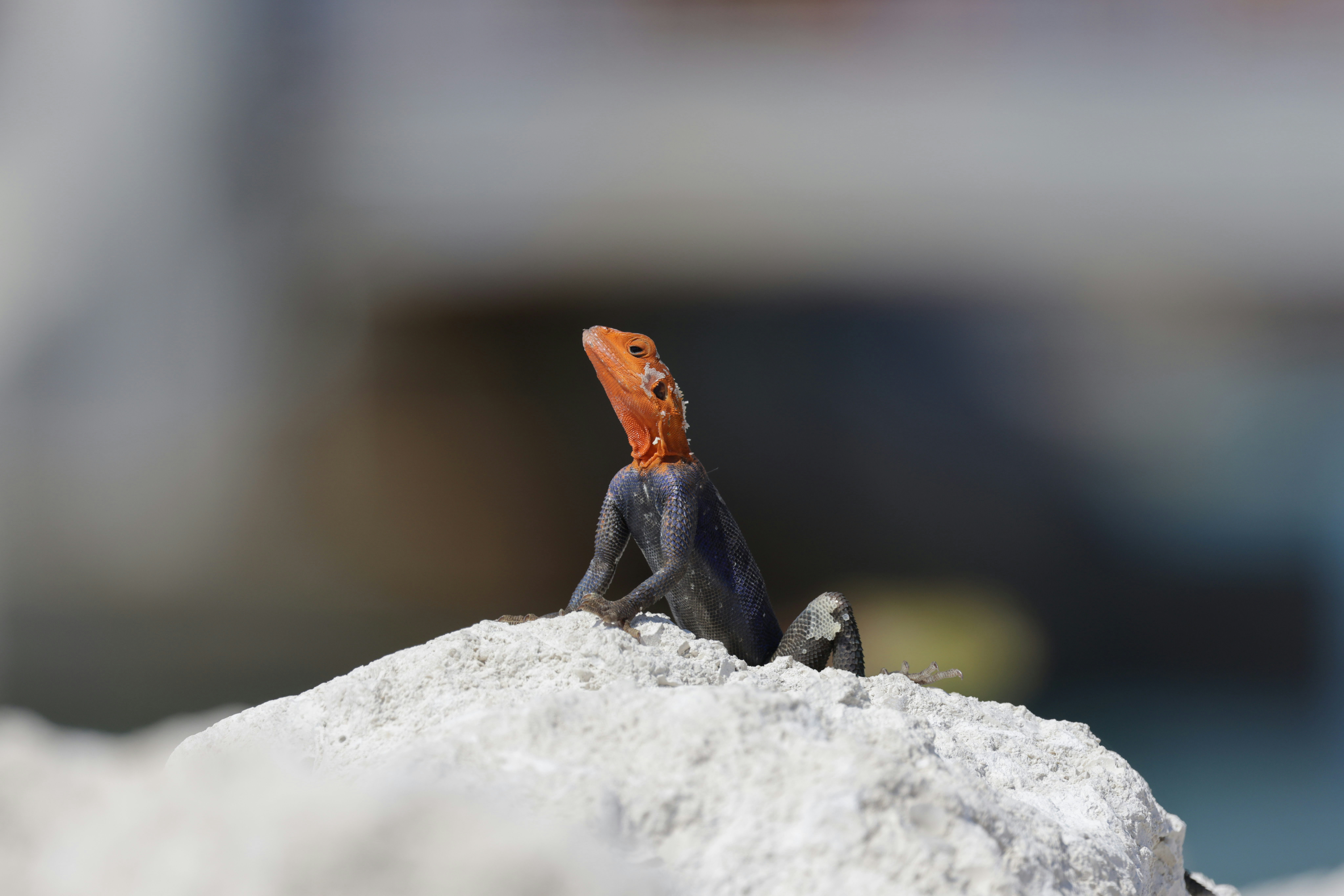 Sunlit Sentinel: Orange-Headed Lizard on a Weathered Rock