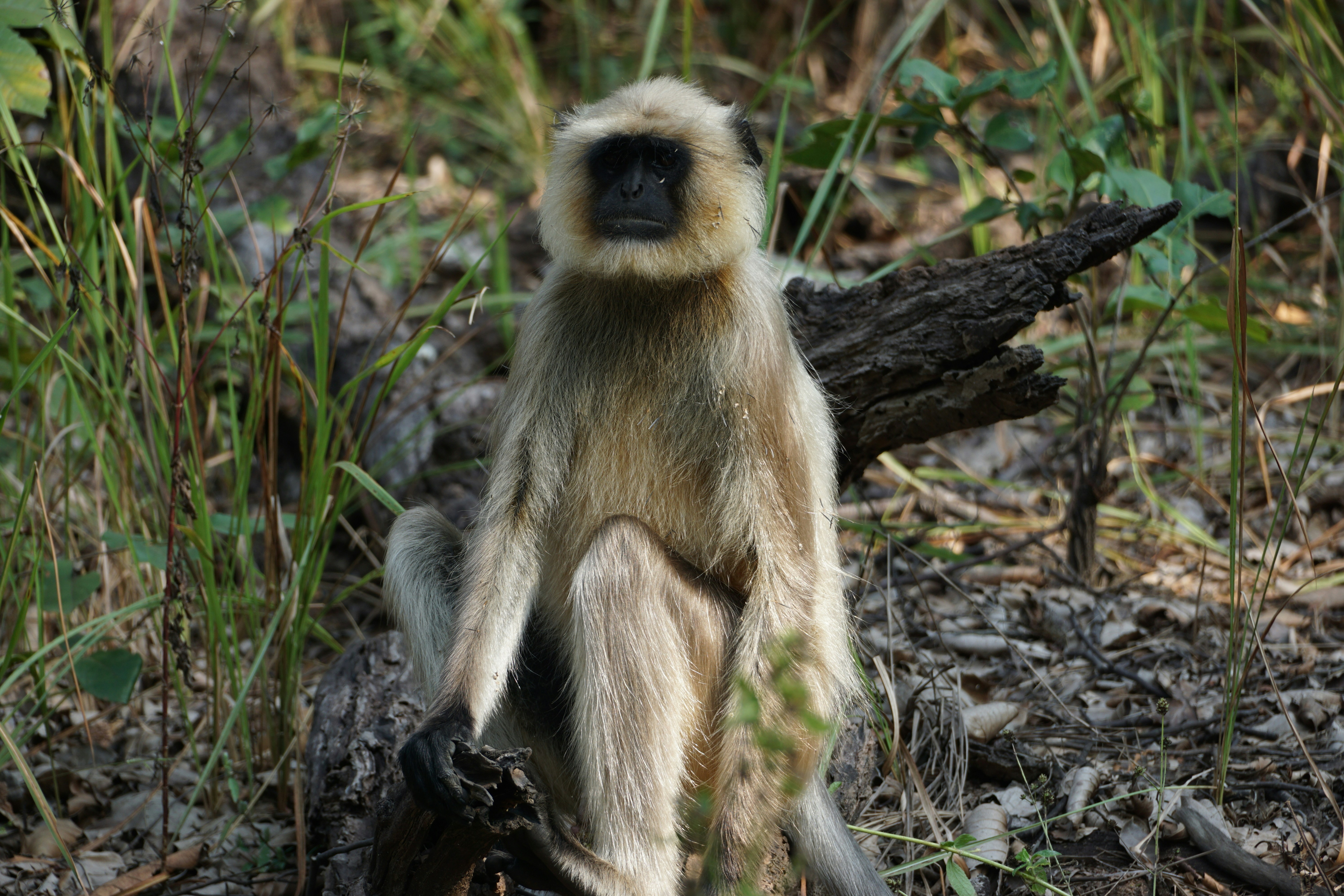 Foto Un mono sentado en un tronco en el bosque – Imagen Mono gratis en ...