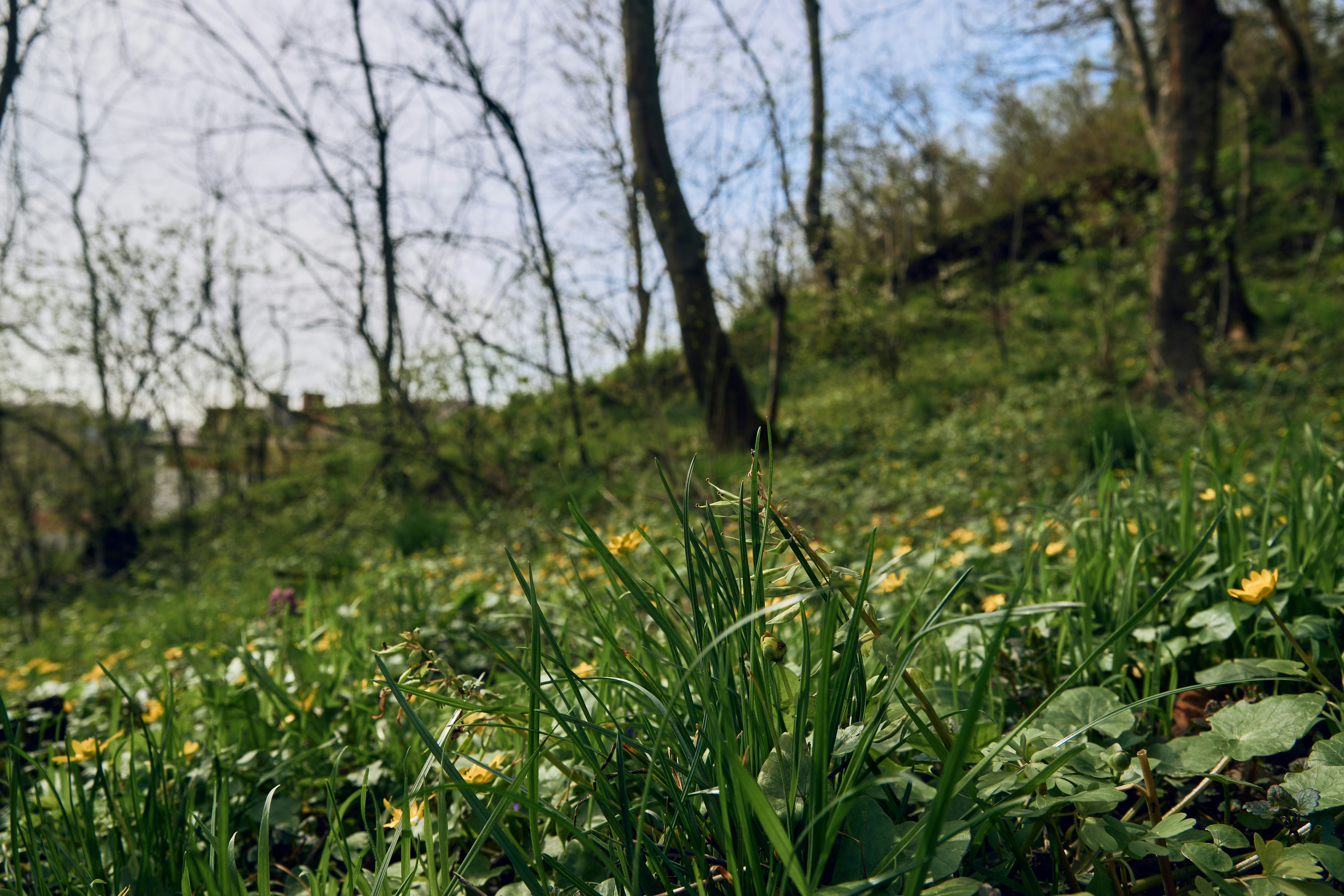 a bunch of flowers that are in the grass
