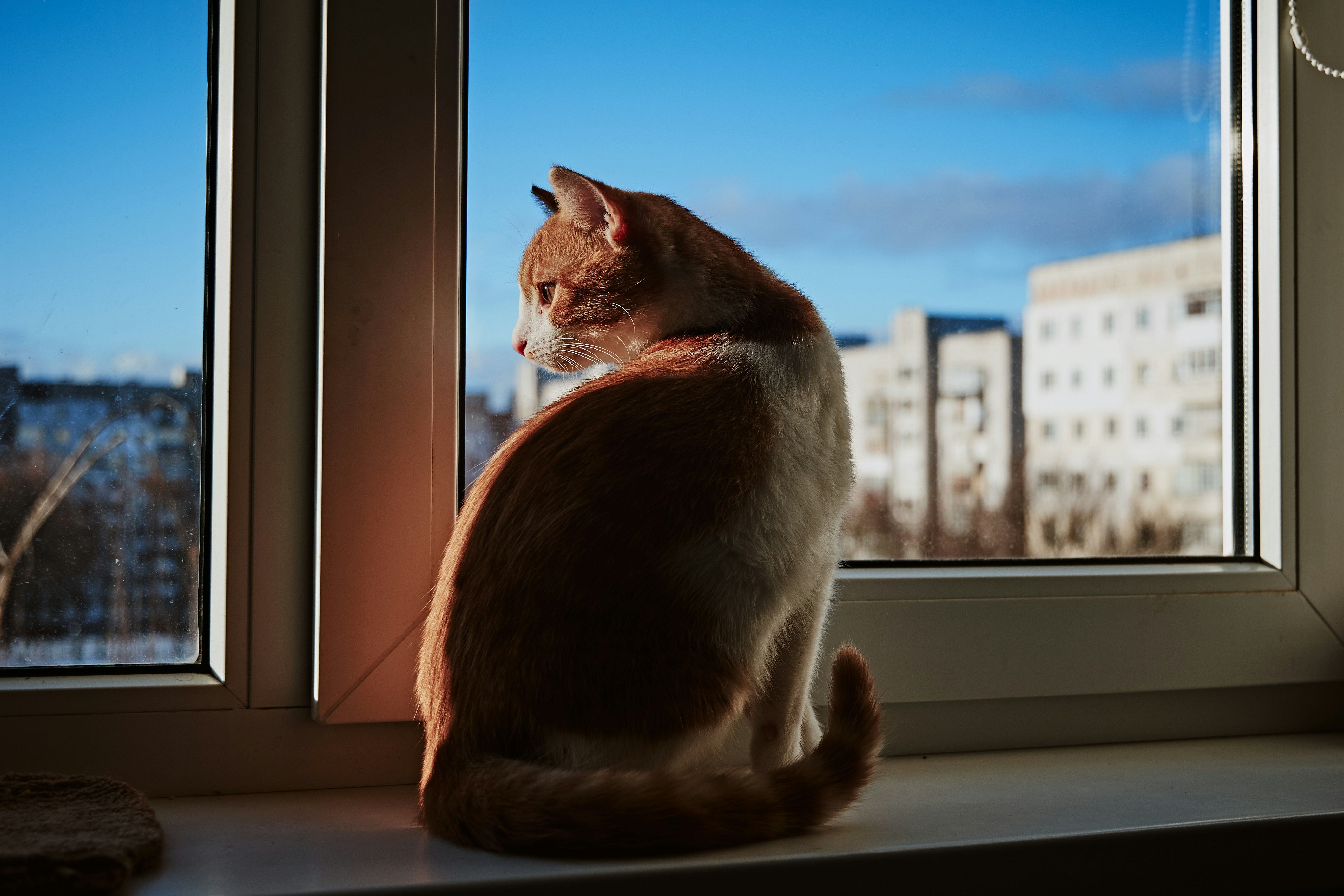A cat sitting on a window sill looking out the window photo – Free ...