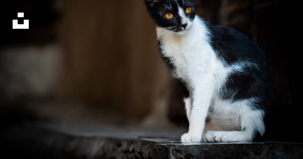 棚の上に座っている黒と白の猫の写真 Unsplashの猫の無料画像