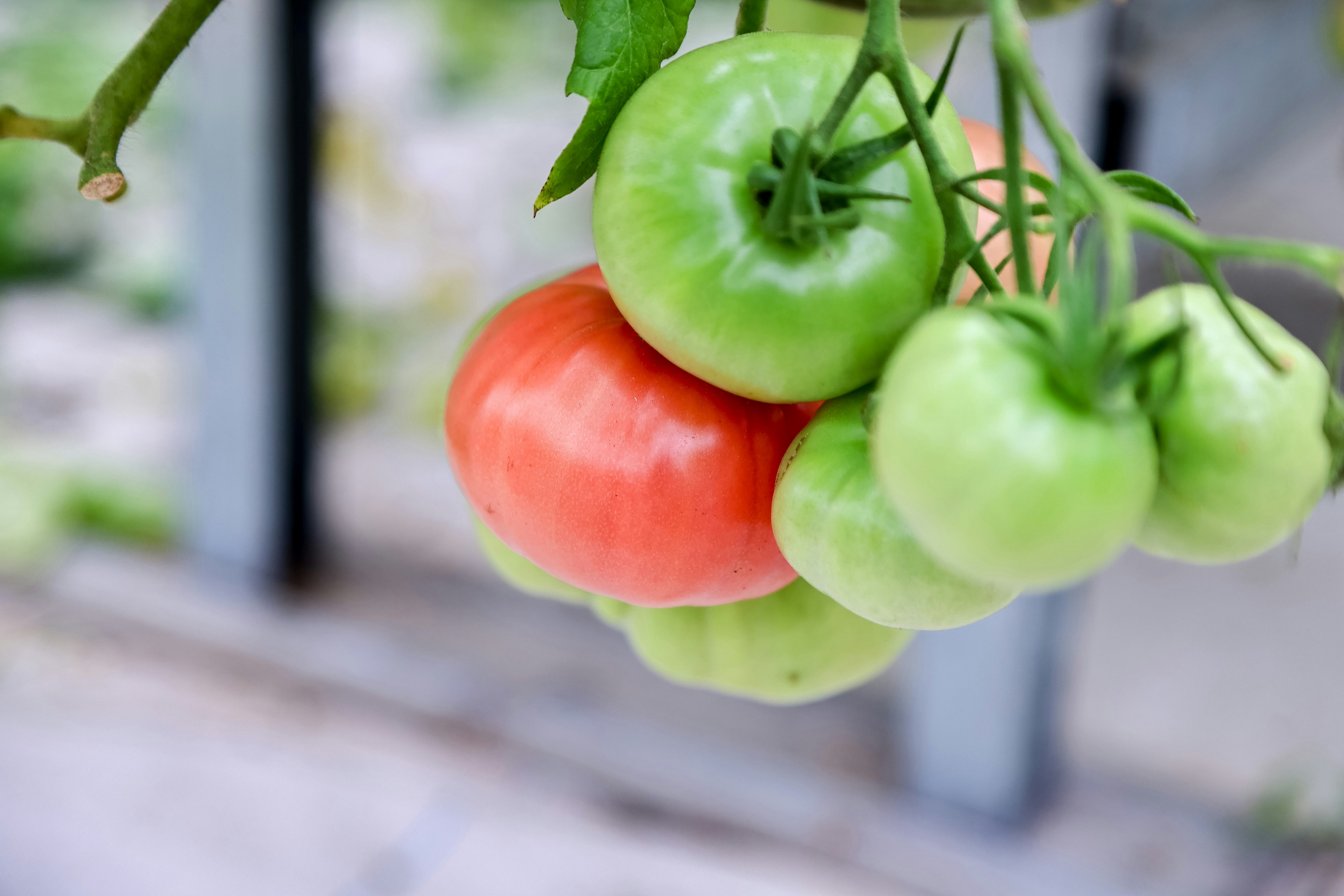Un bouquet de tomates suspendu à un arbre photo – Image gratuite de ...
