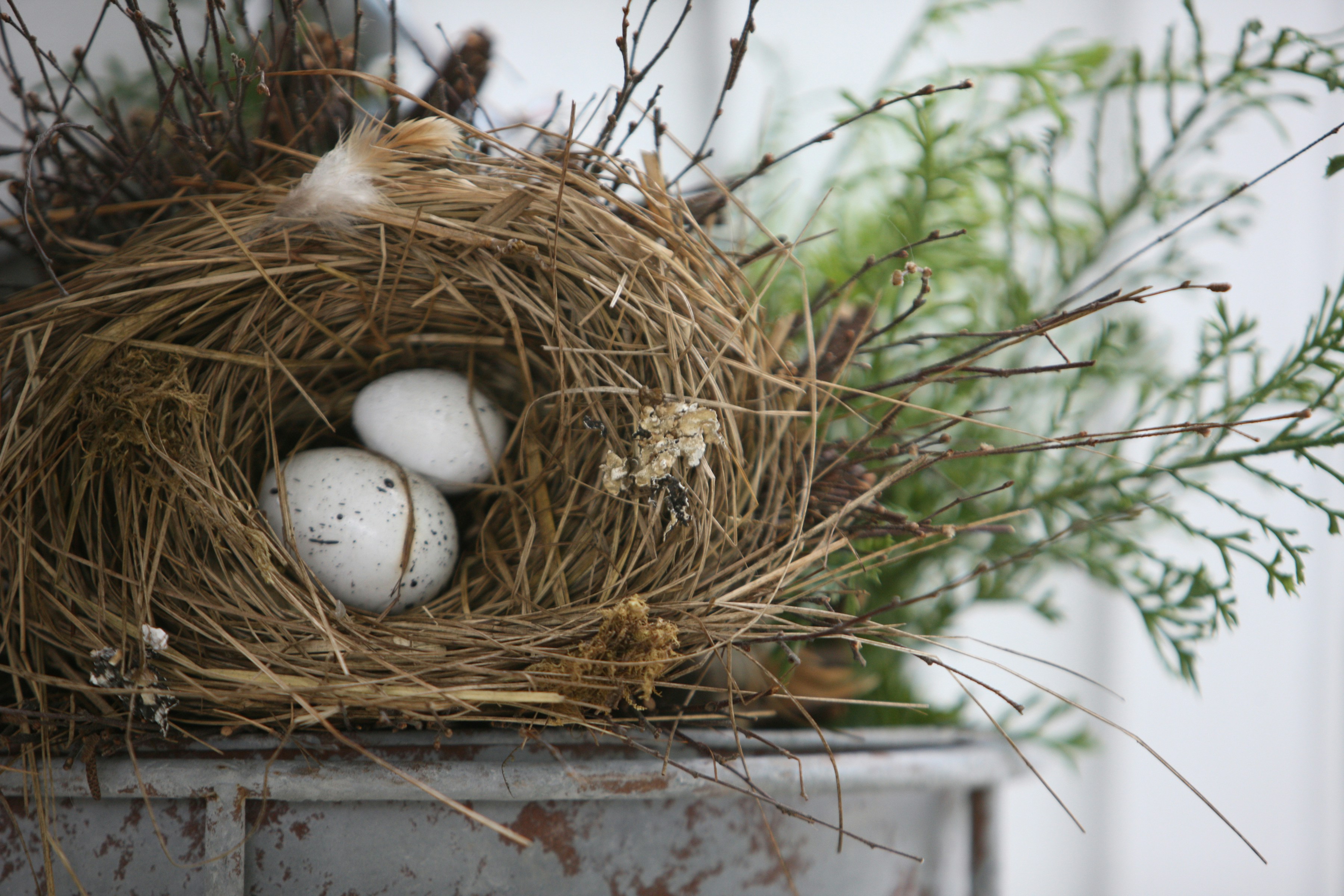 a bird's nest with three eggs in it