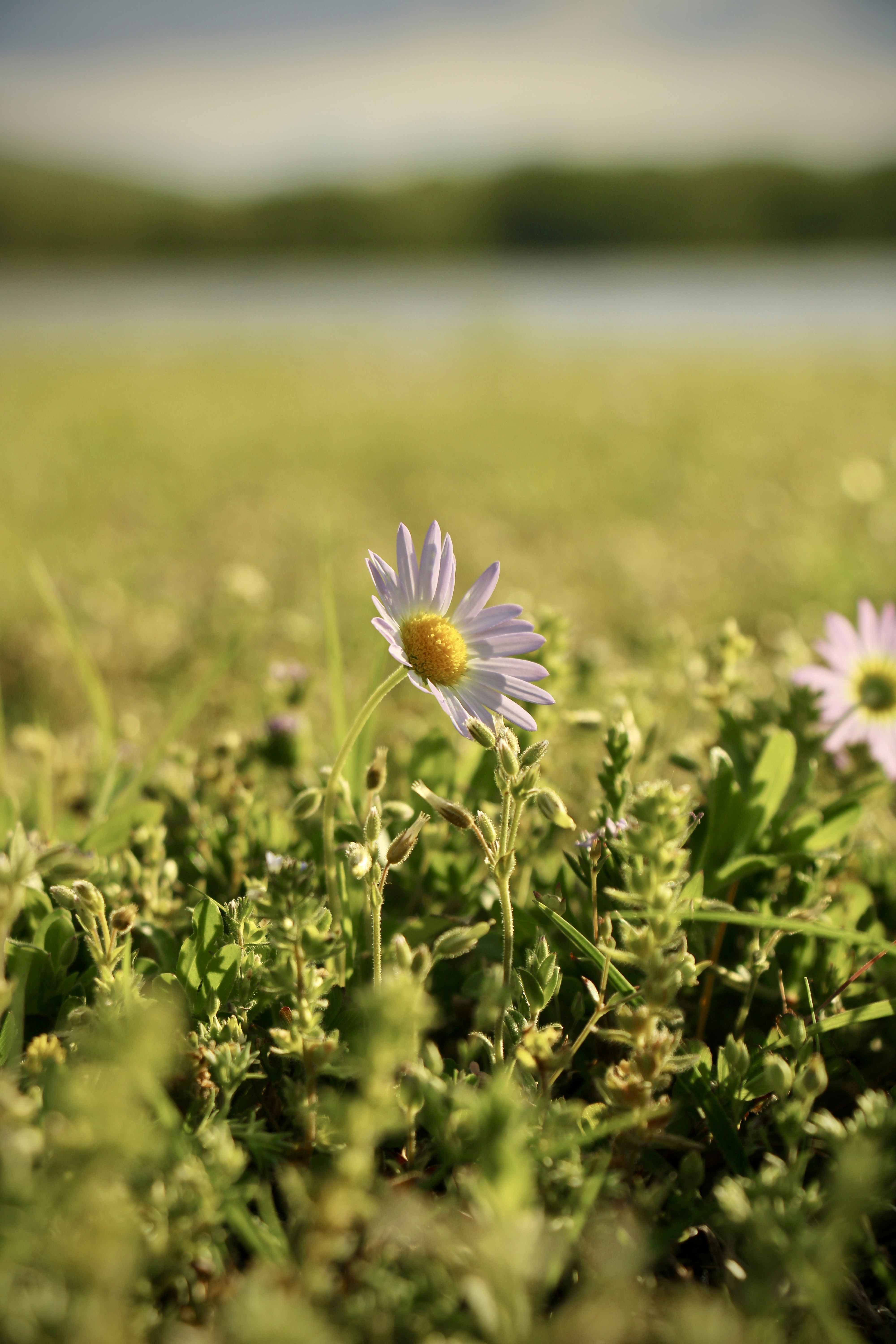 Daisy in a Sea of Light