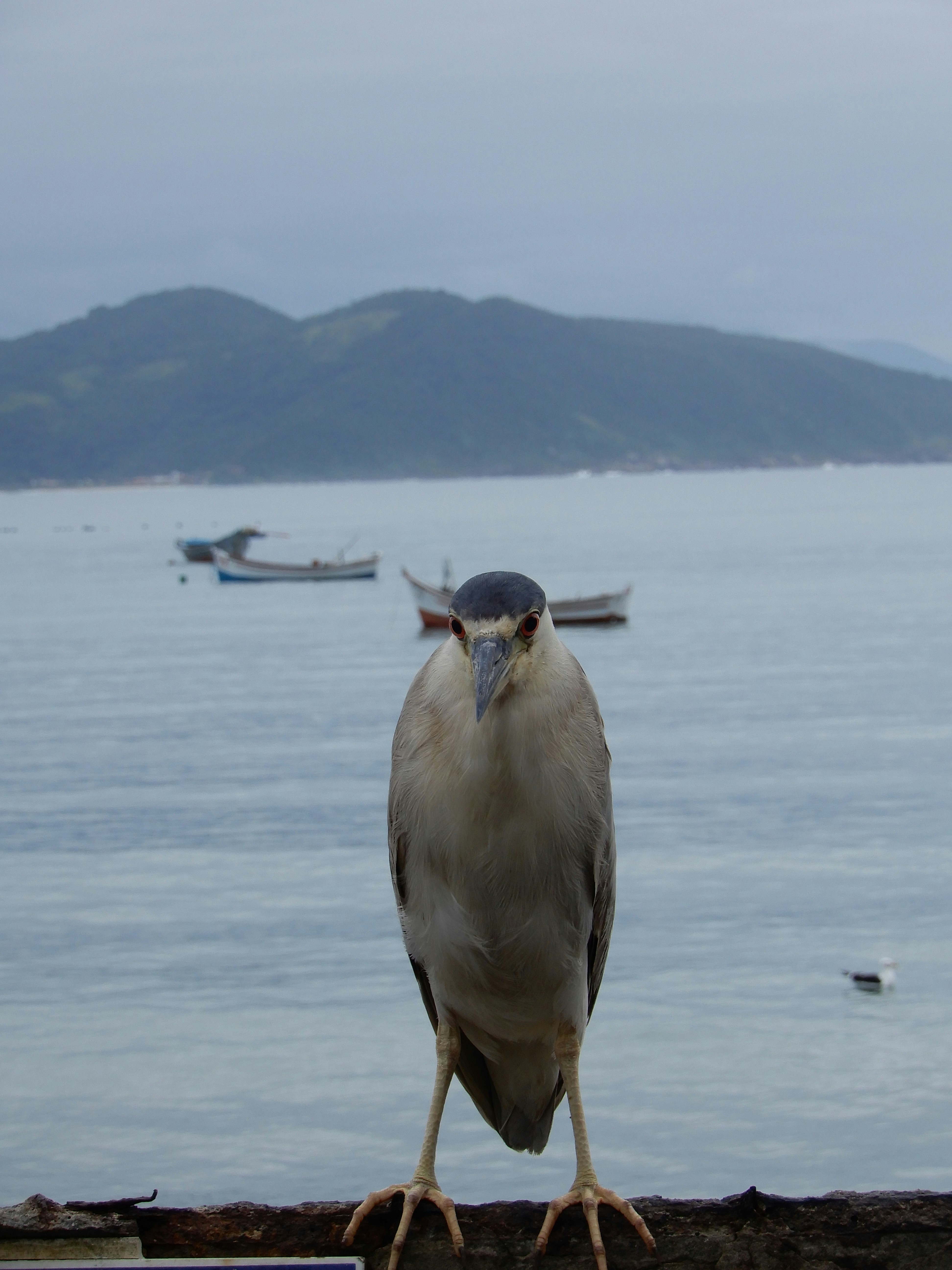 bird casting a judgmental look at humans who are not offering food