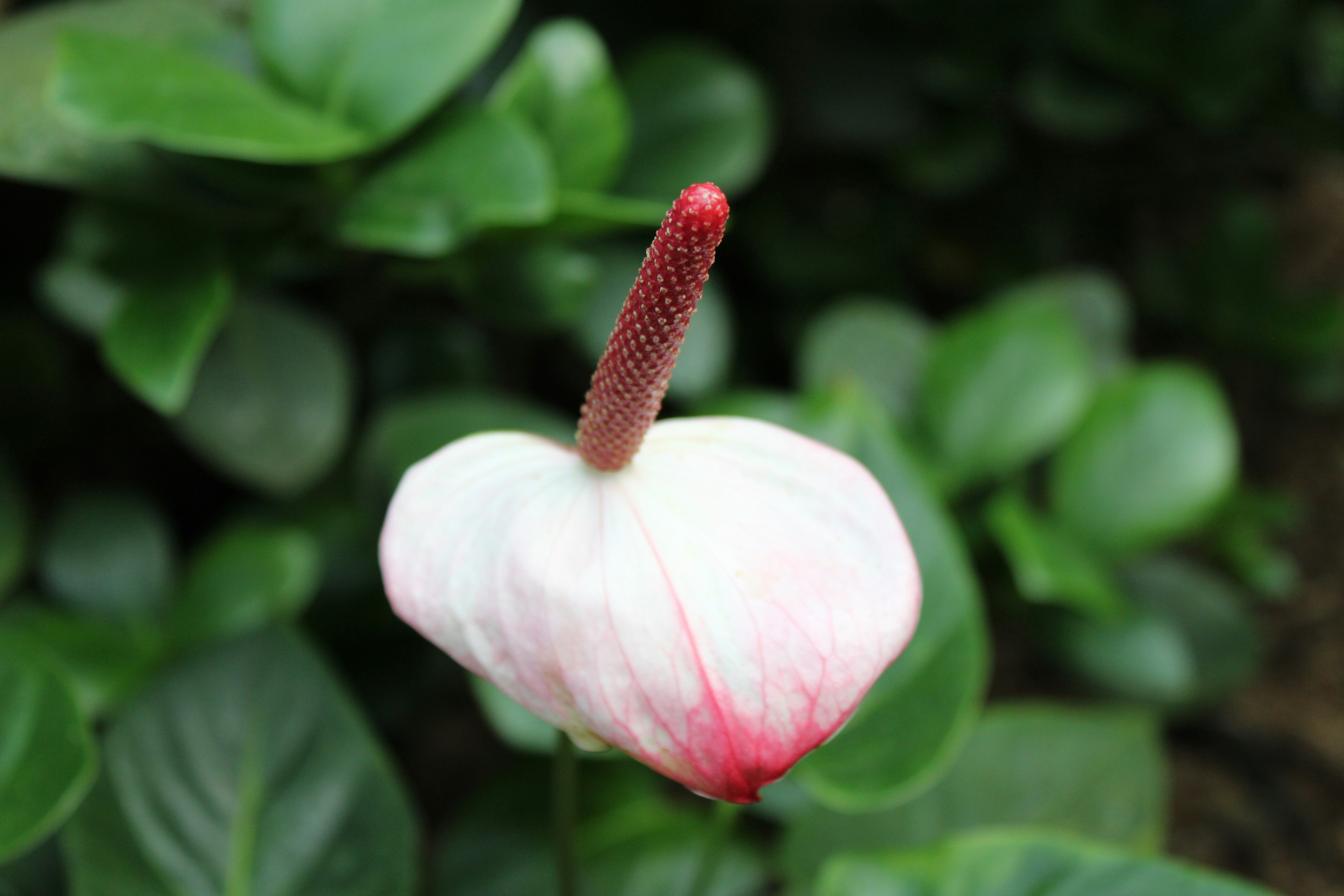 a close up of a flower with leaves in the background