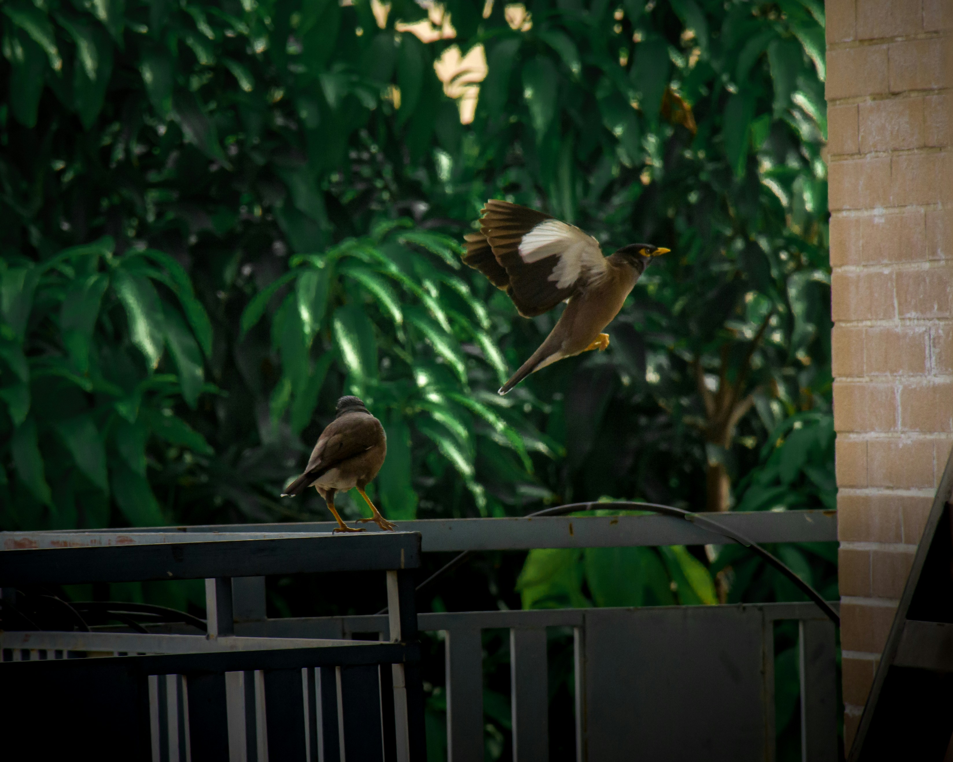 Two Robins in a Quiet Urban Garden Showdown
