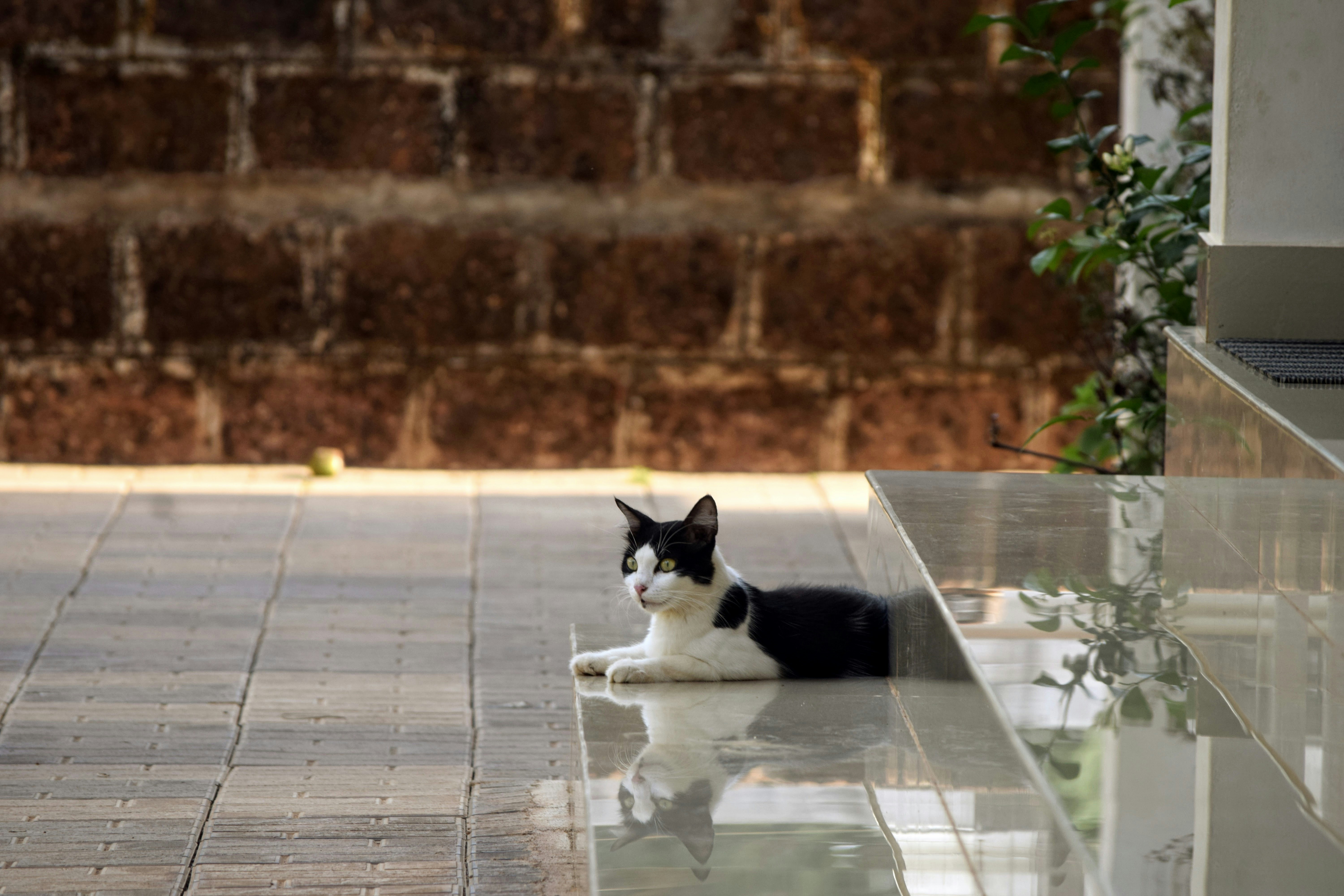 cat poses | 100+ best free cat, animal, pet and mammal photos on Unsplash