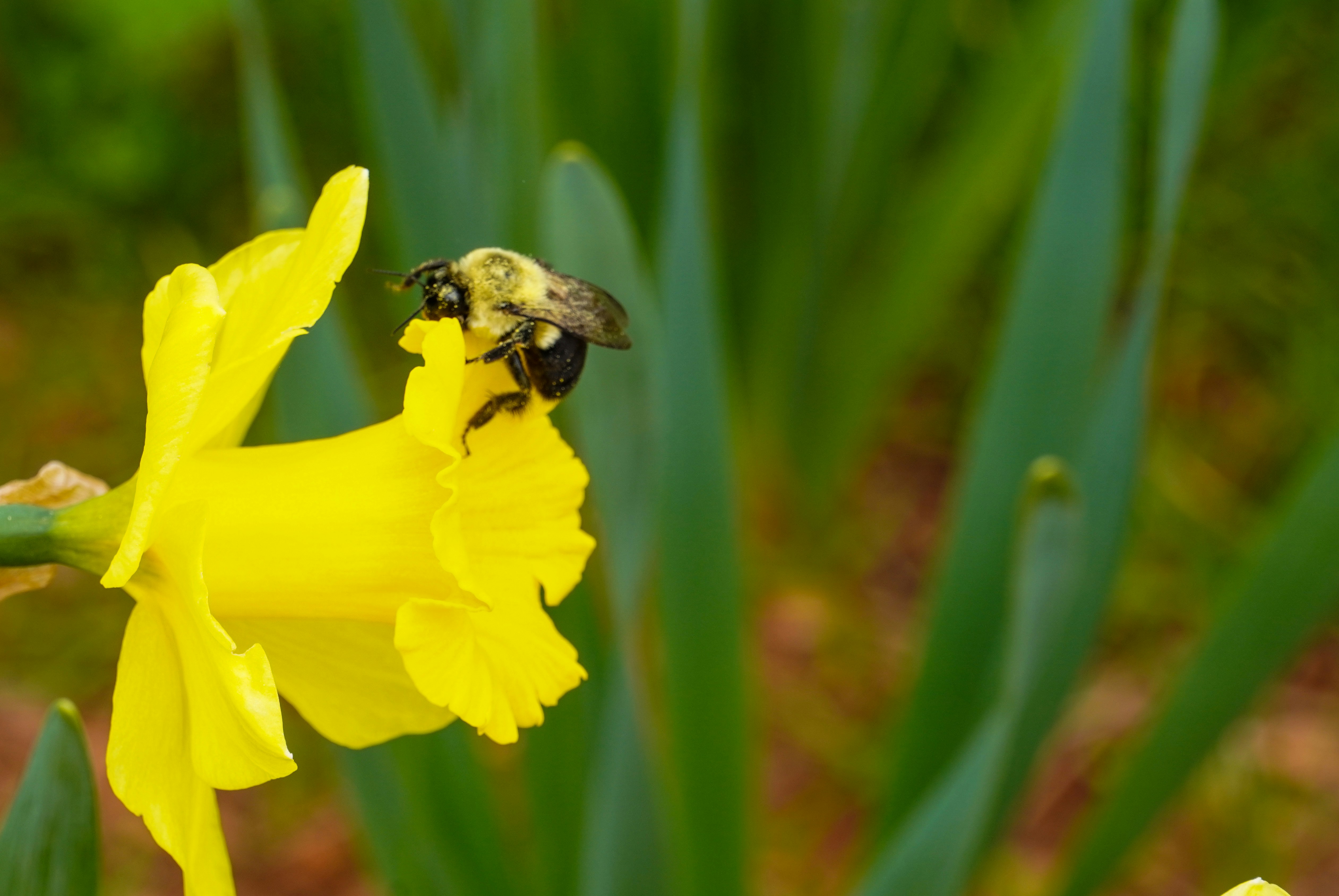 a bee sitting on top of a yellow flower