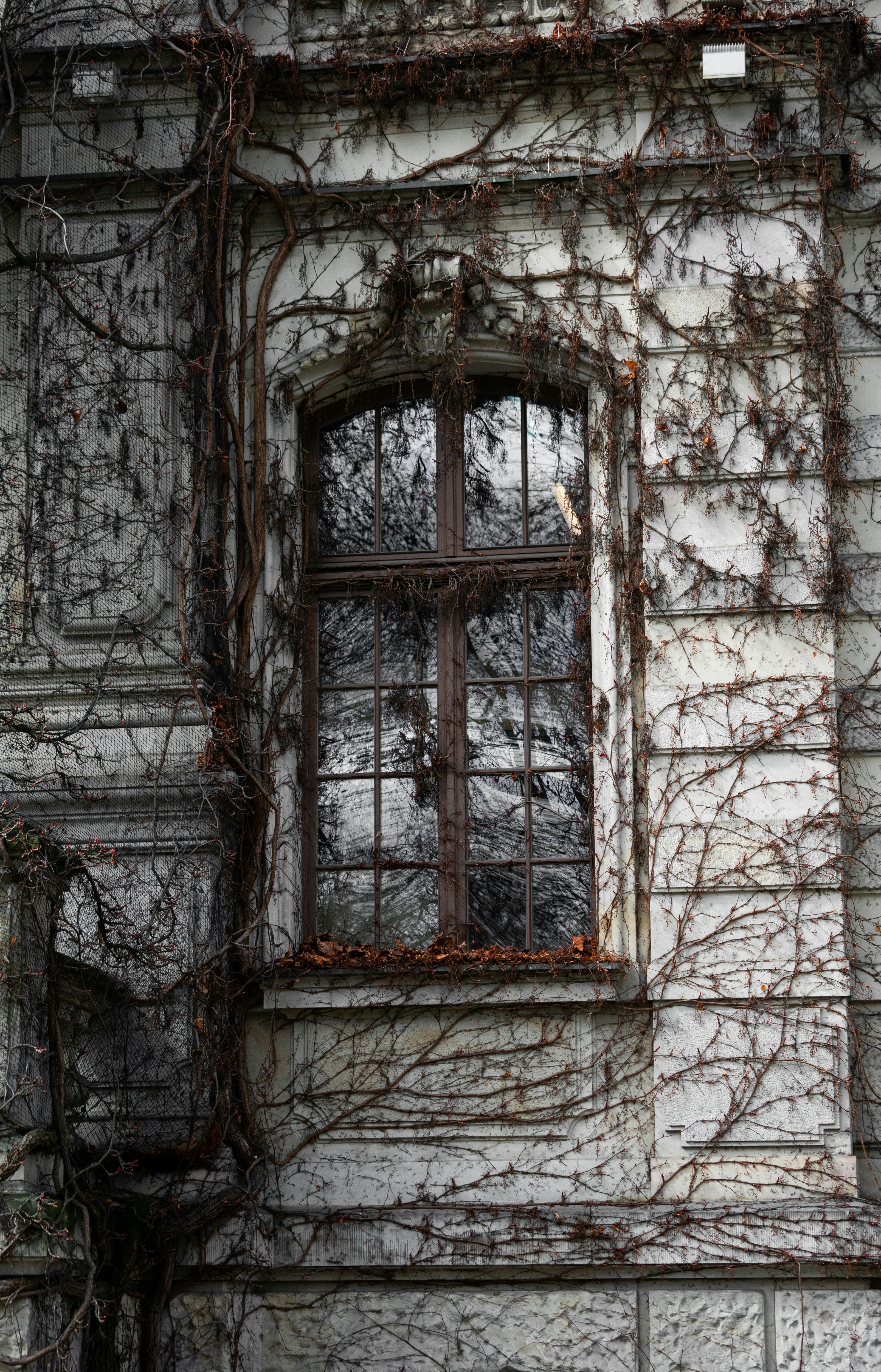Ivy-Wrapped Arch Window: Echoes of a Weathered Facade