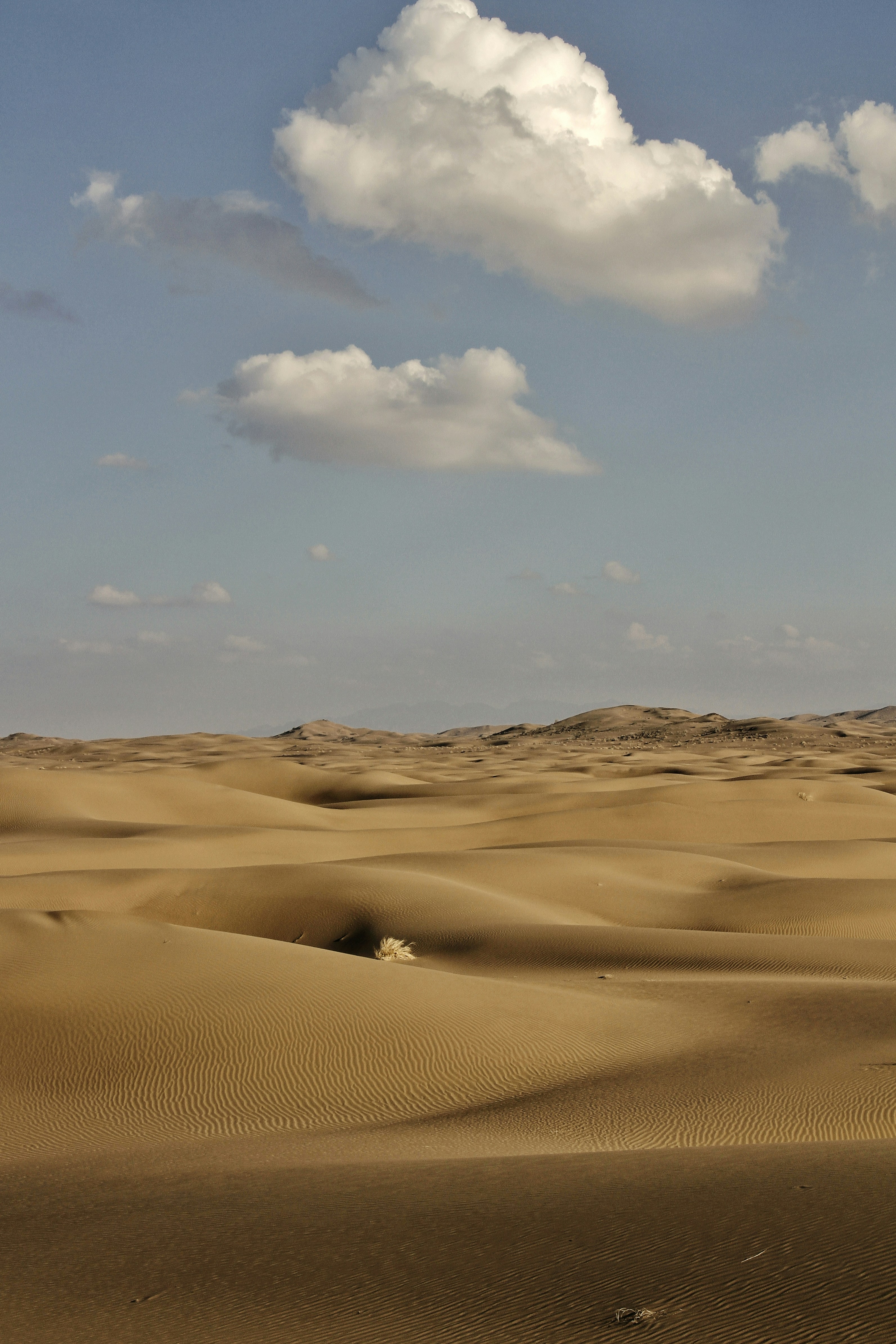 a lone tree in the middle of a desert