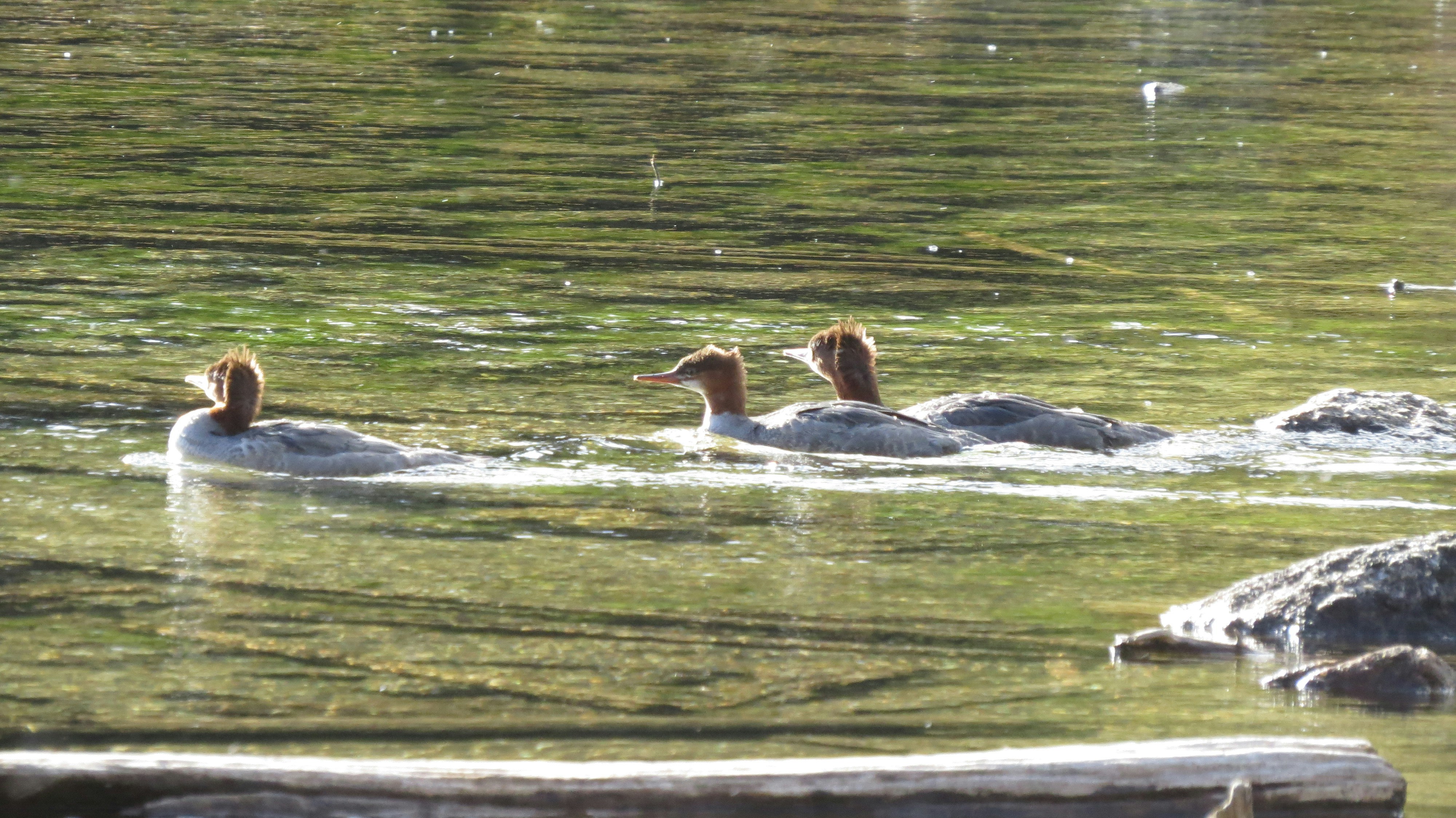 Triad in a Quiet Current