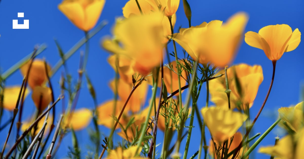青い空を背景に黄色い花畑の写真 Unsplashの花弁の無料画像
