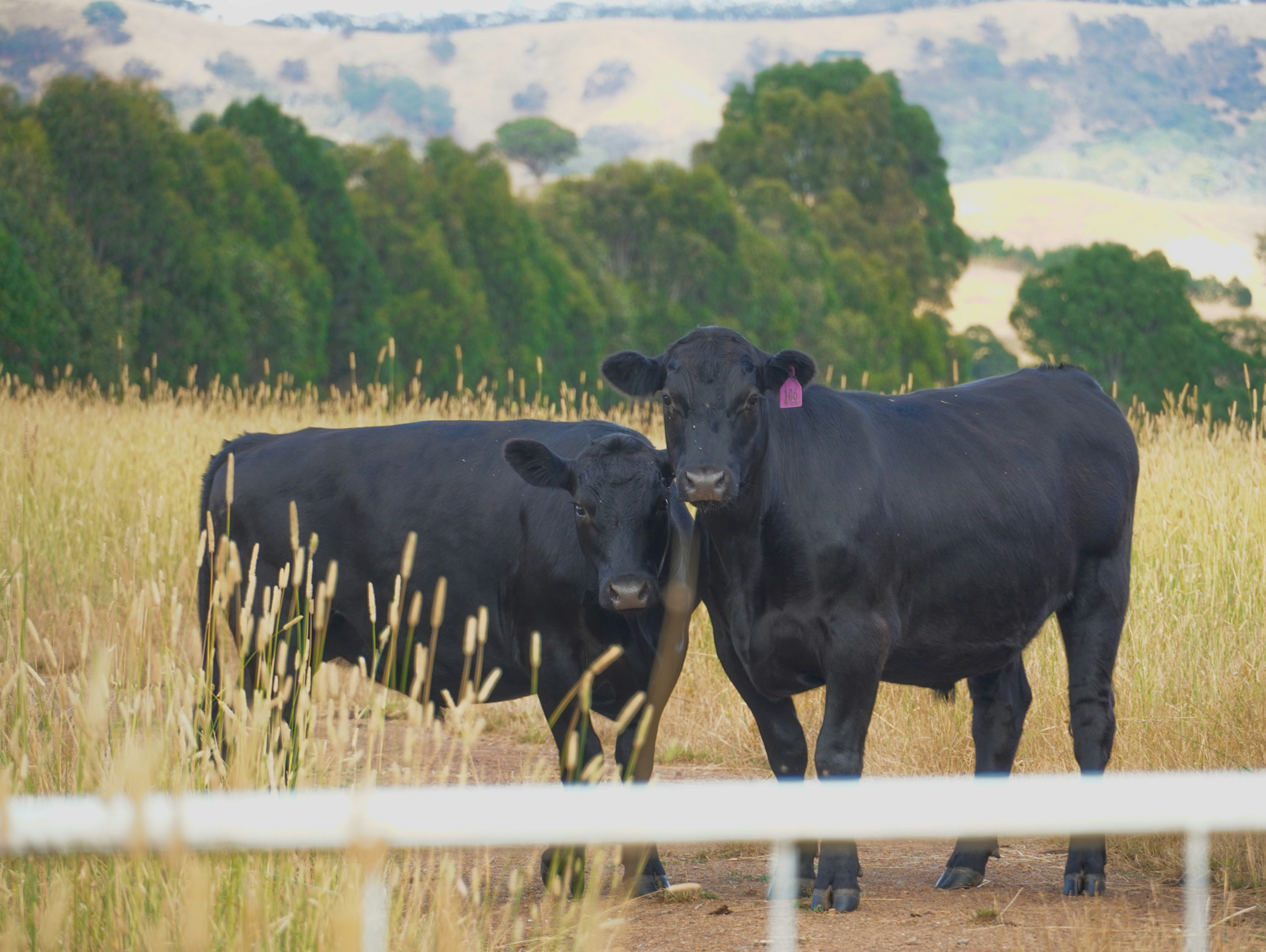 A couple of black cows standing next to each other photo – Free ...