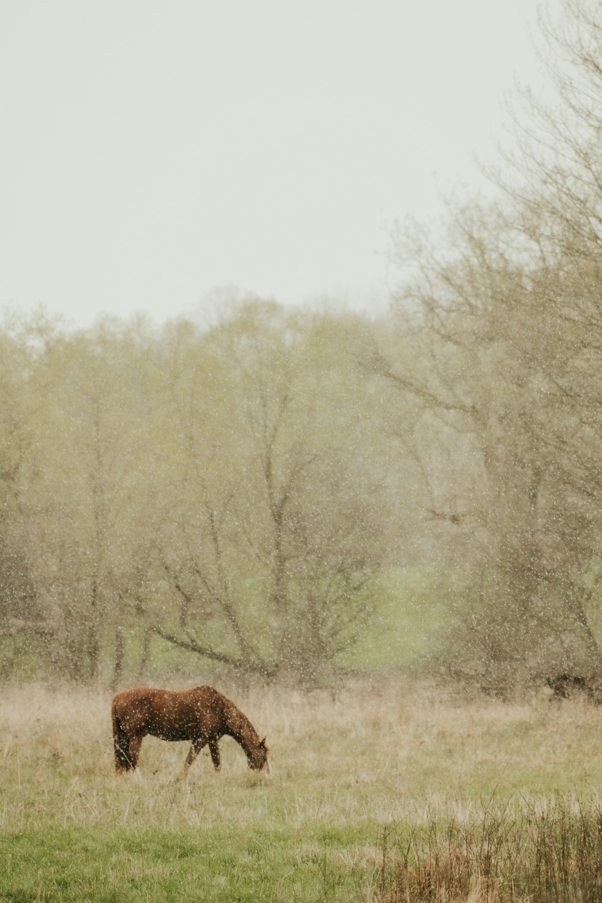 Grazing in Soft Rain: A Brown Horse in a Misty Field