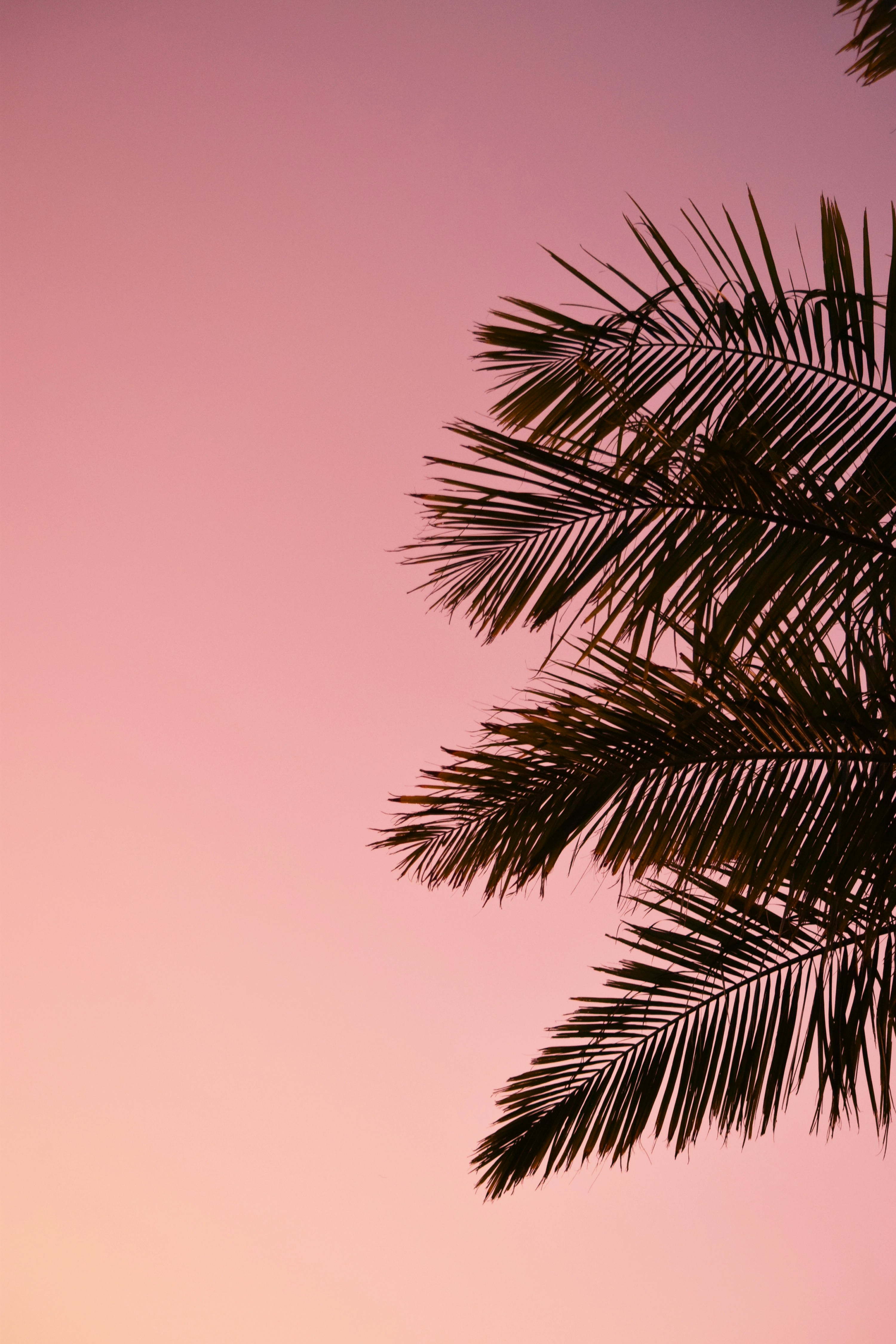 Palm fronds silhouetted against a soft gradient sky at dusk, creating a tranquil atmosphere.