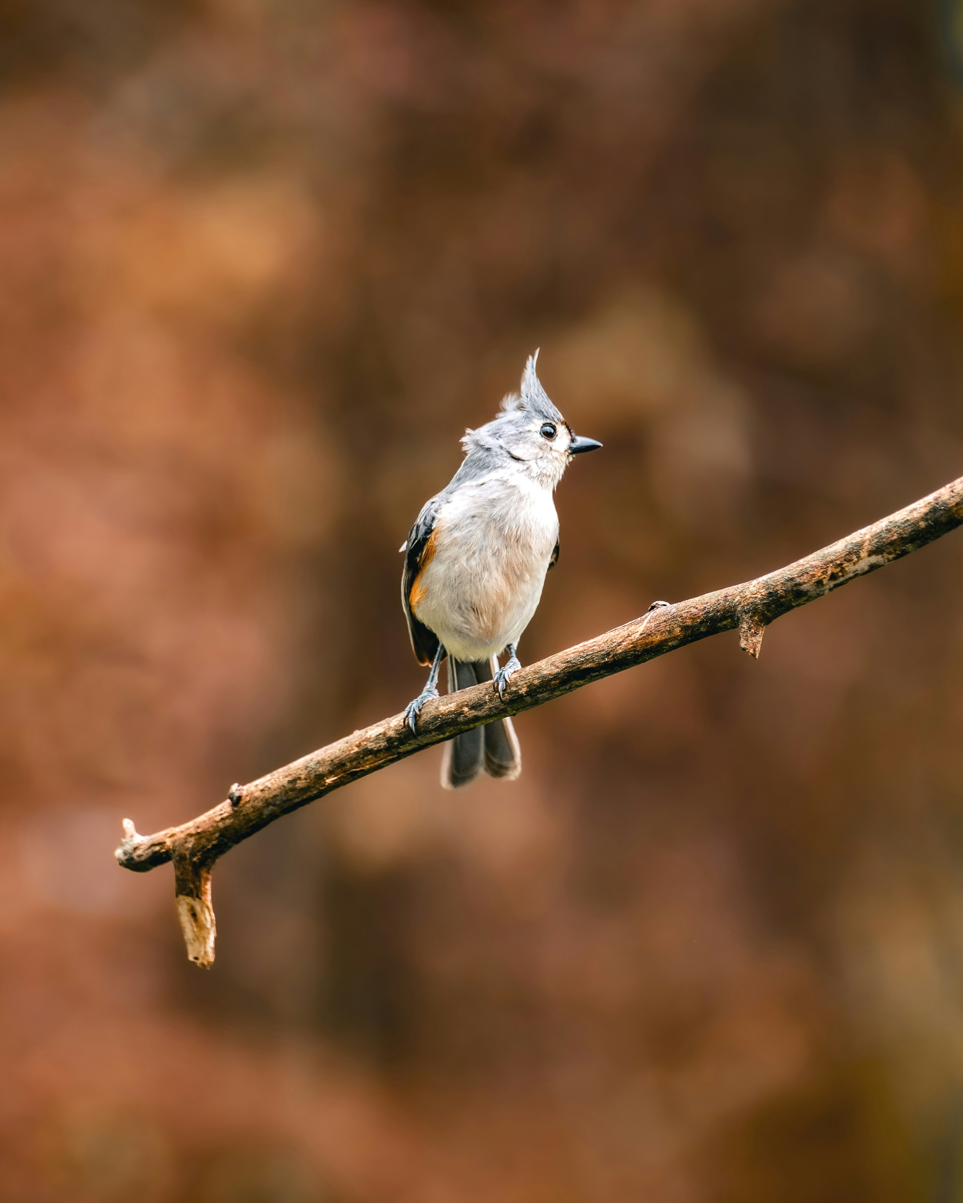 A Tufted Titmouse with a bad hair day | a small bird perched on a tree branch