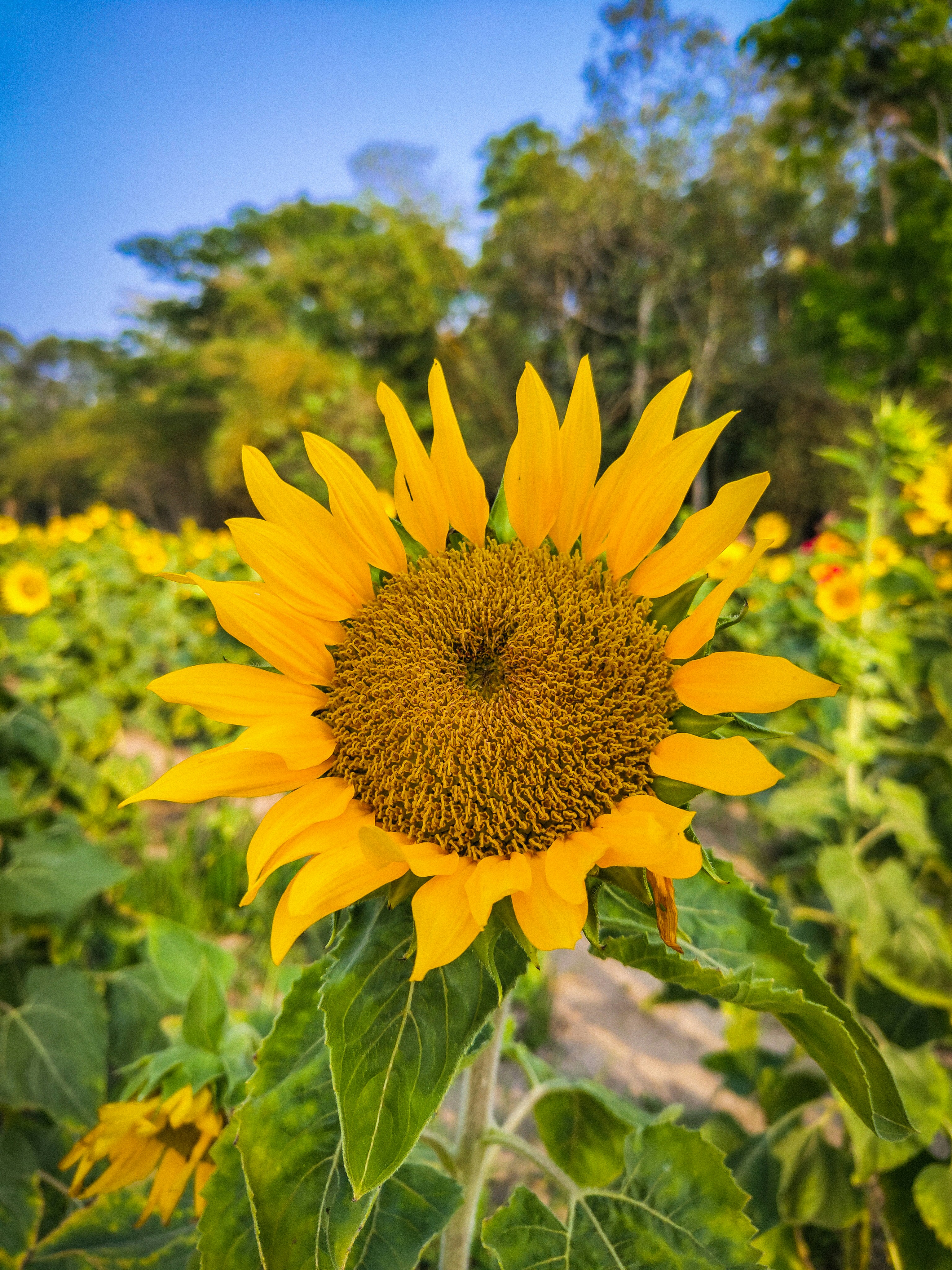 Sunflower Sentinel: A Bold Bloom in a Sea of Yellow