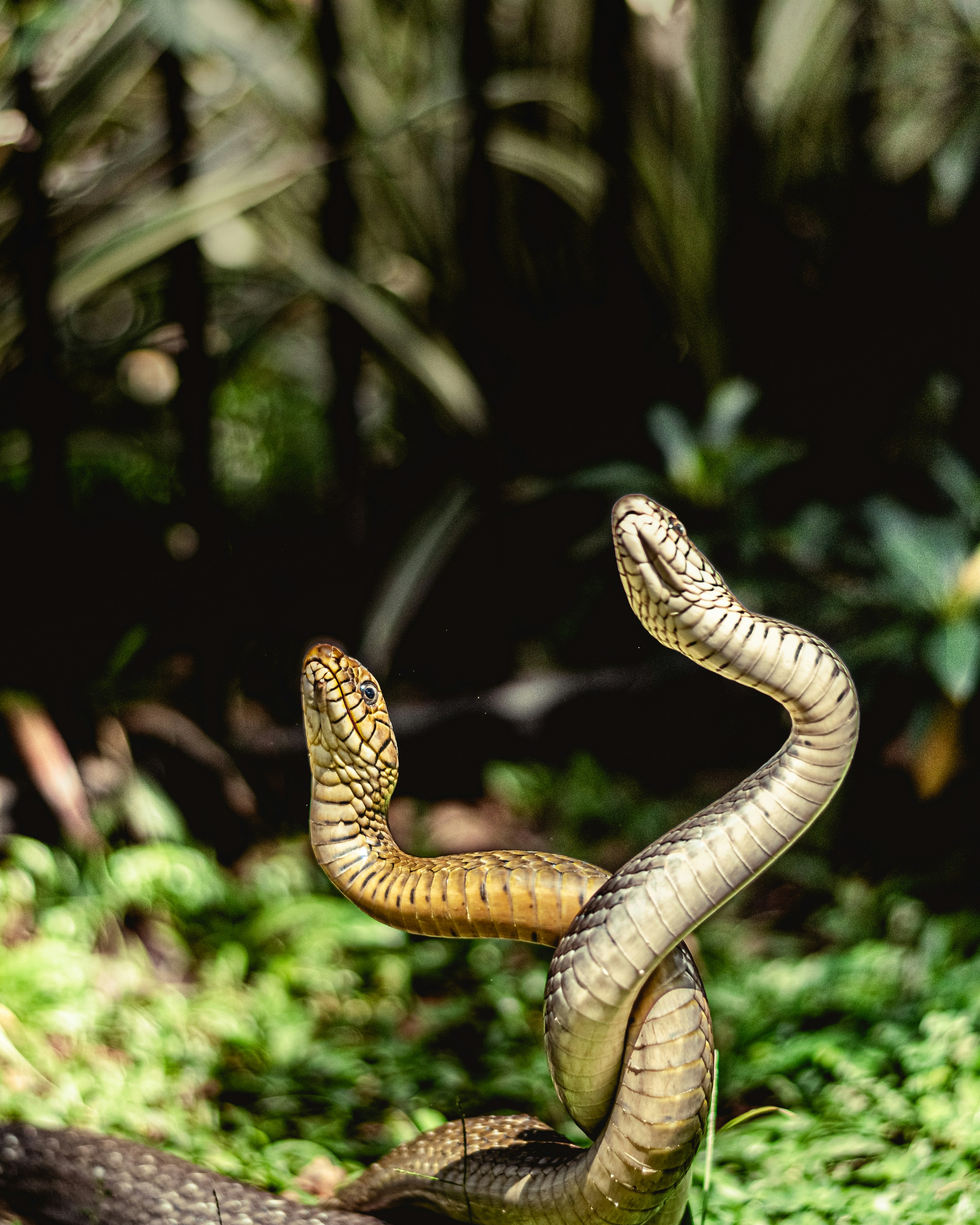 Cobra Duo: The Confrontation Under Dappled Light