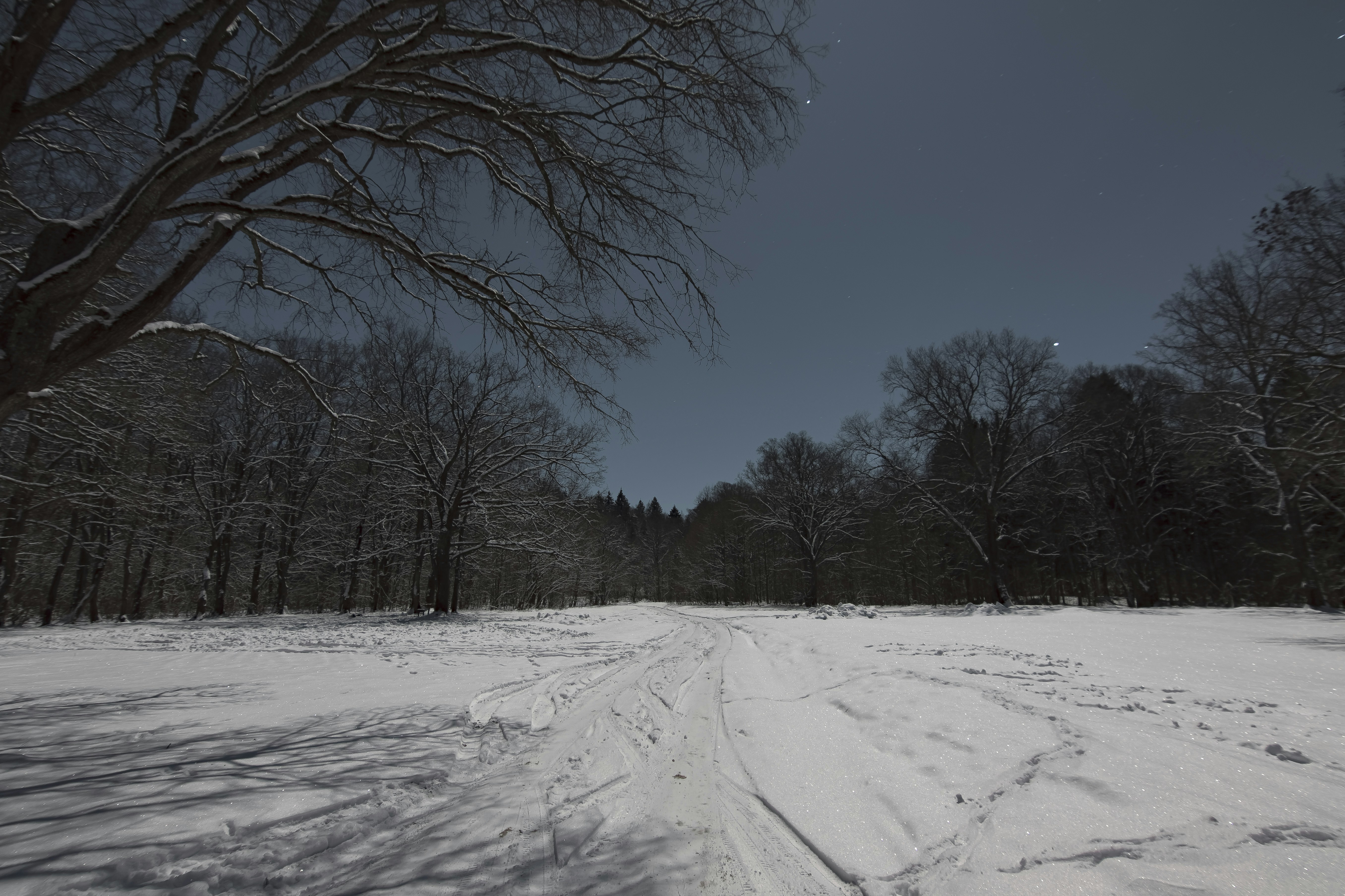 A snow covered road in a wooded area photo – Free Belarus Image on Unsplash