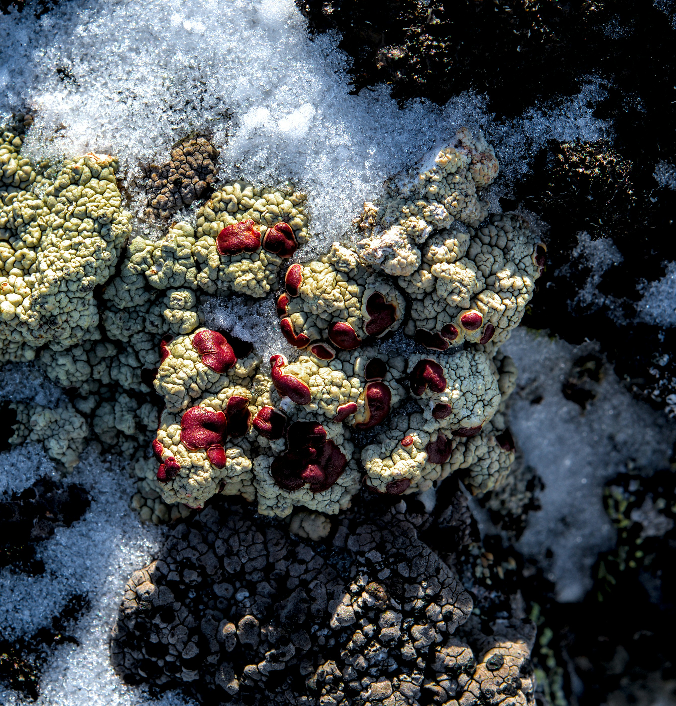 Lava-Crusted Surface with Red Berries Emerging from Crusty Fragments
