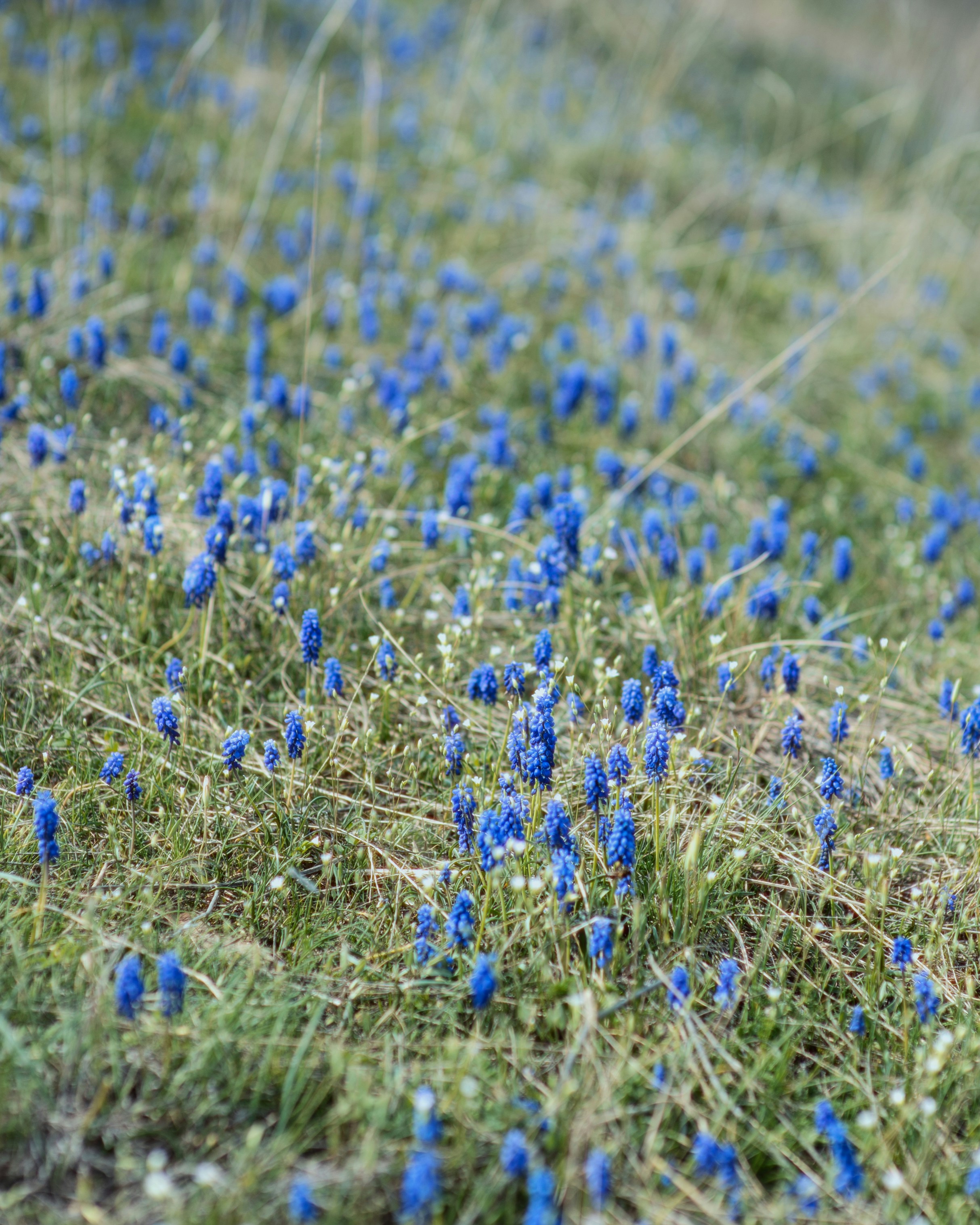 A field of blue flowers in the grass photo – Free Georgia Image on Unsplash