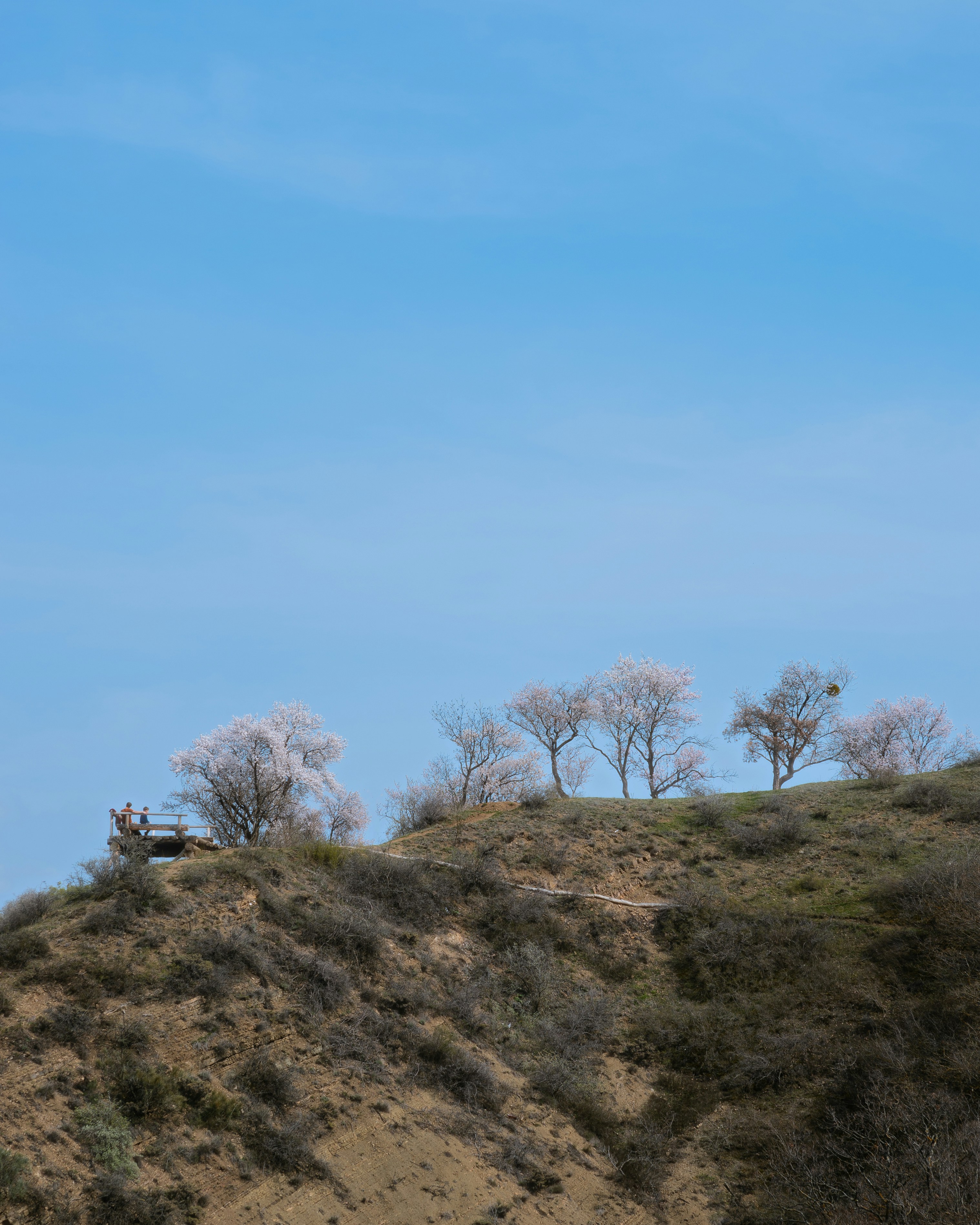 Hilltop Blossoms and a Quiet Lookout