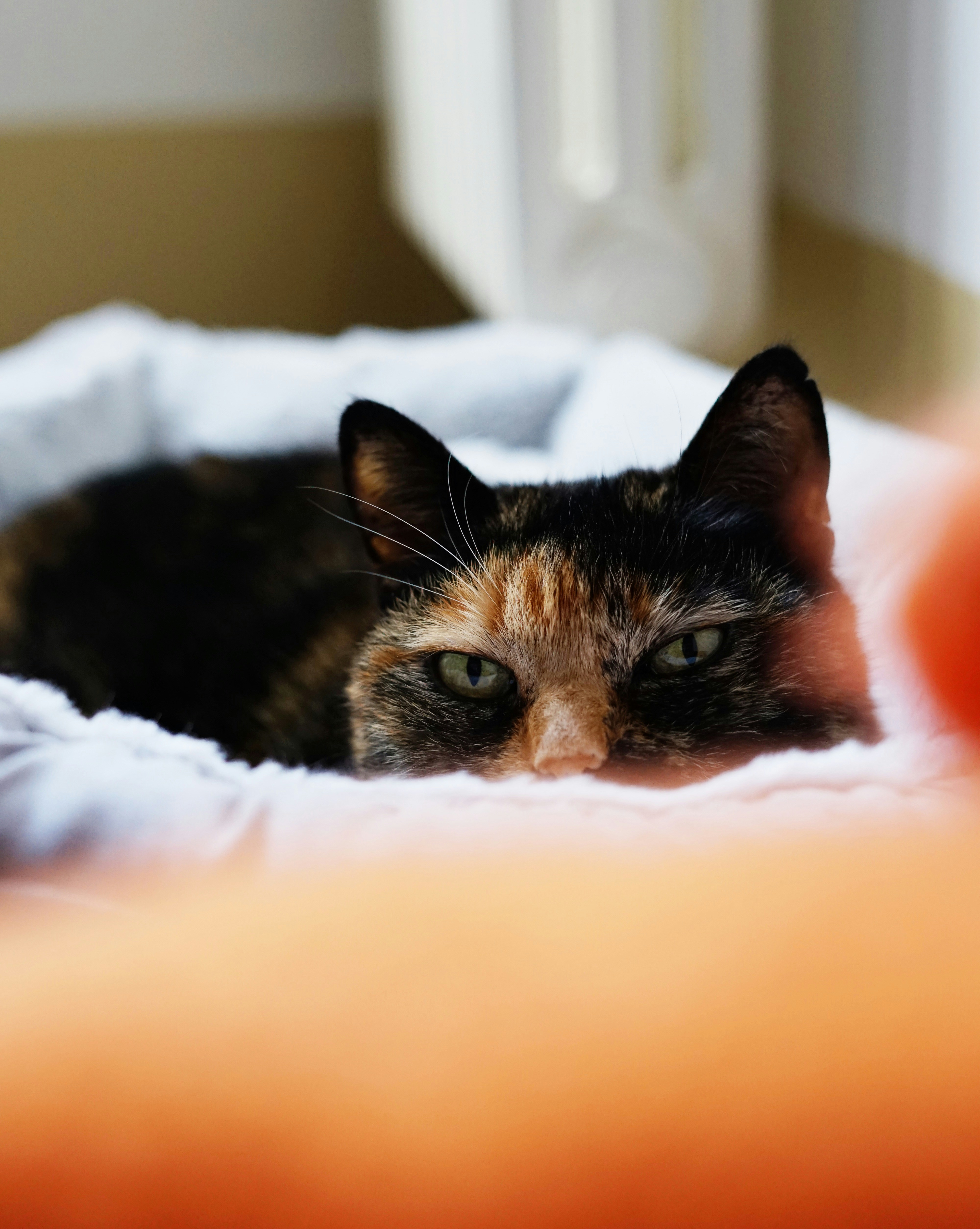 Calico Close-Up: Tranquil Gaze in a Plush Hideaway