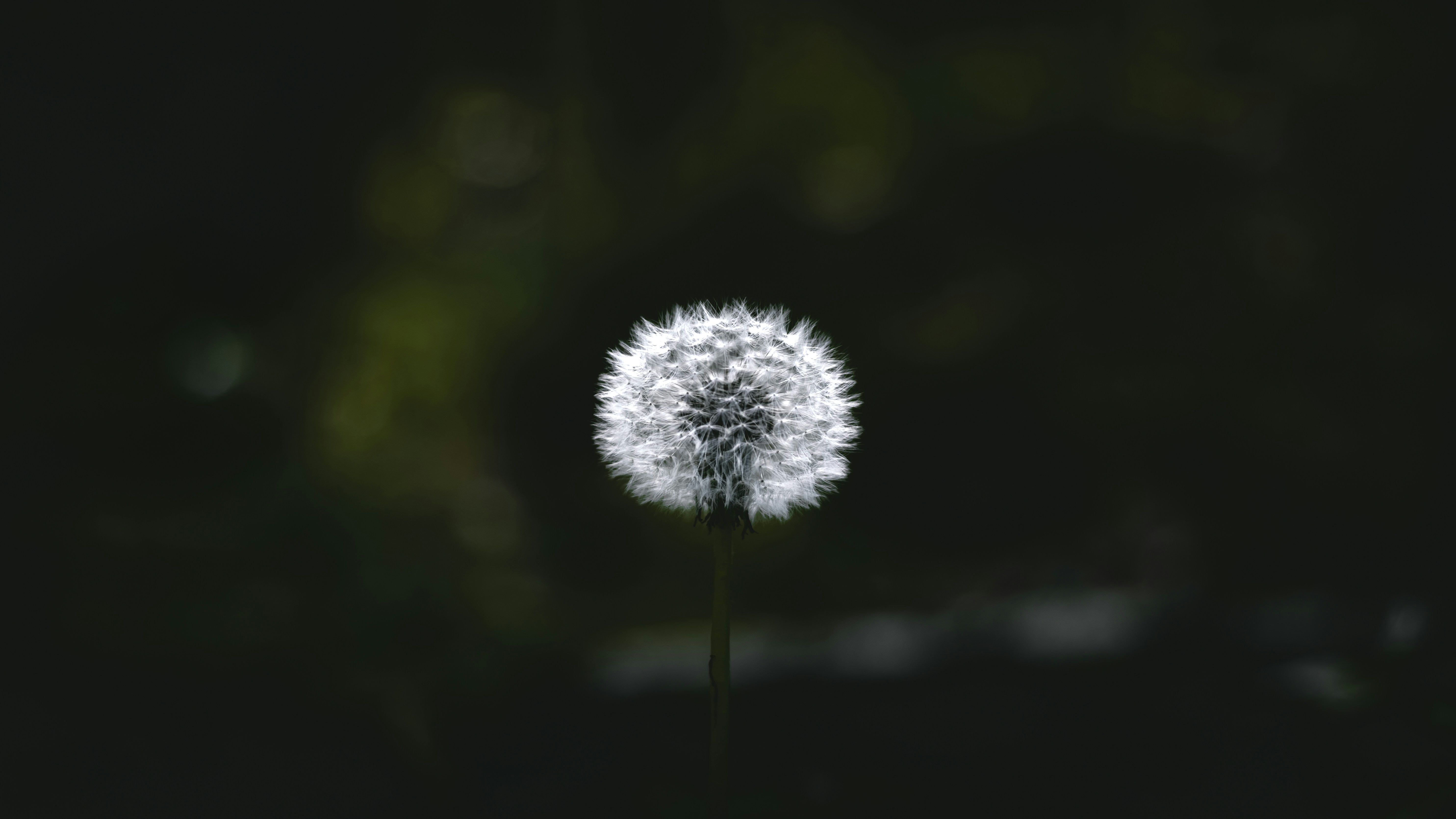 Ethereal Dandelion Crown in Quiet Backlight