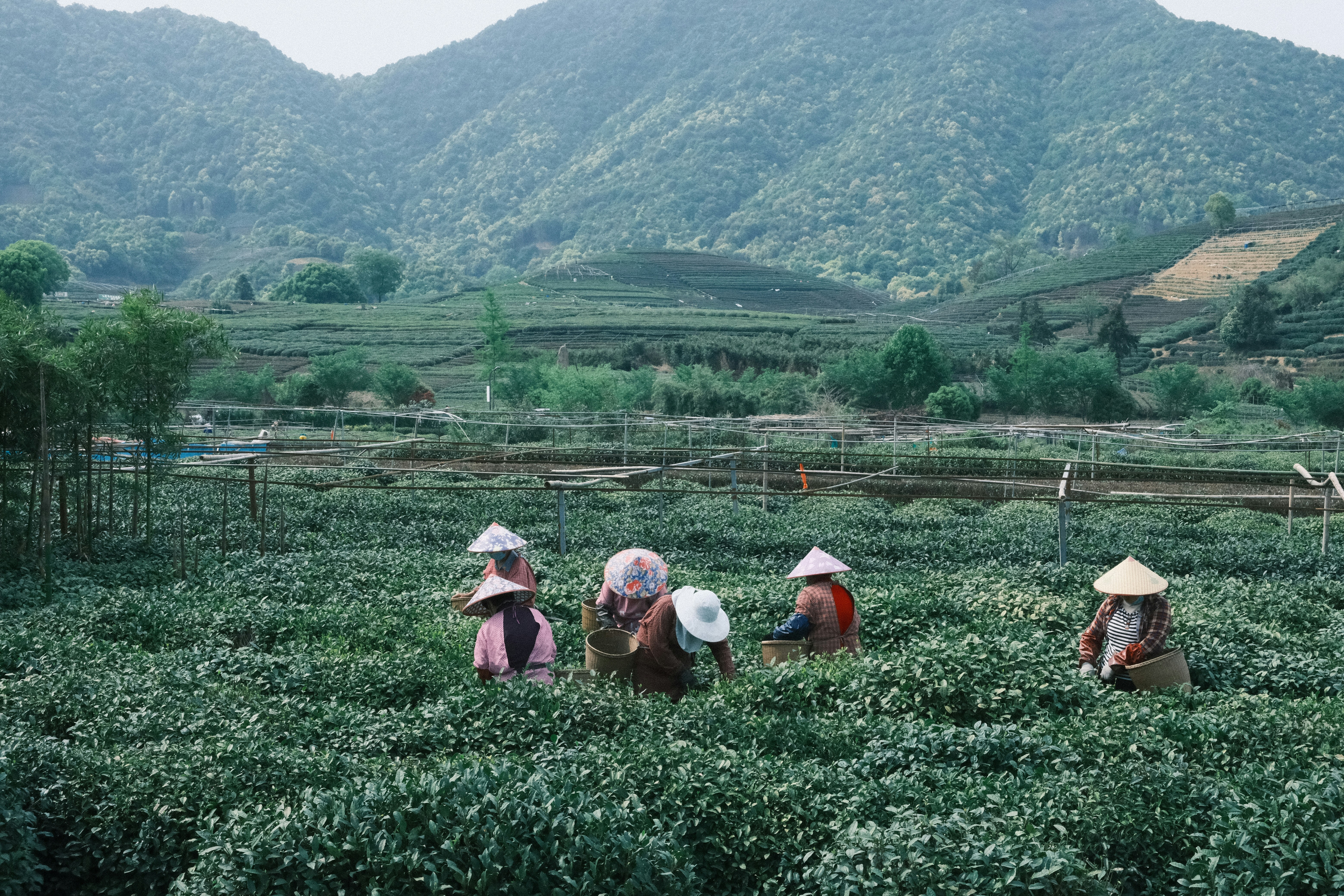 Un groupe de personnes qui sont dans un champ photo – Photo En plein ...