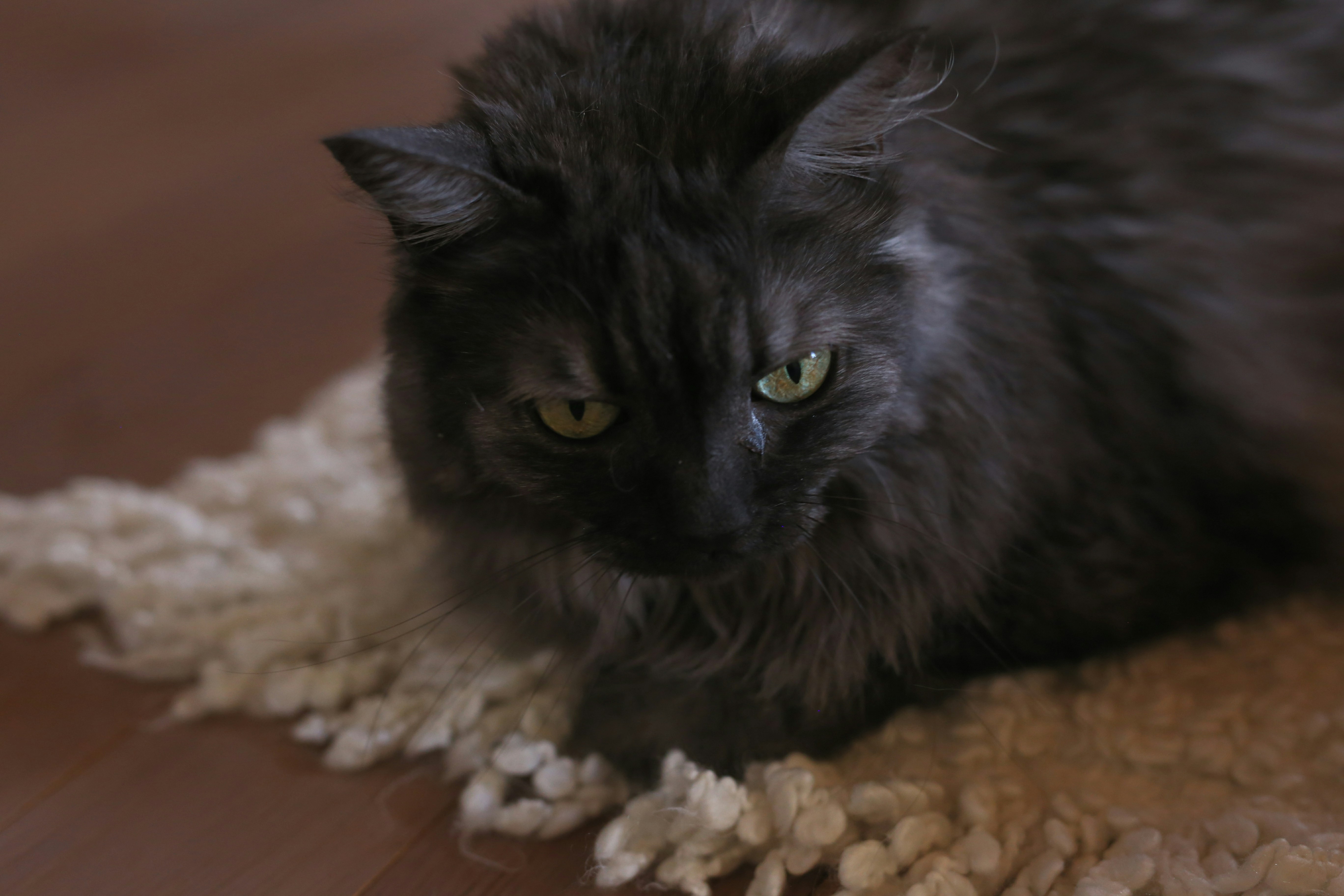a black cat laying on a rug on the floor